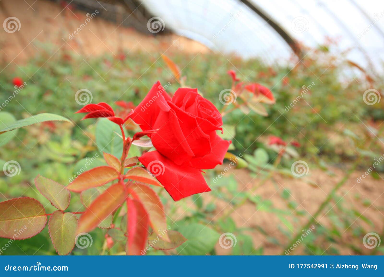 Roses are in the Greenhouse Stock Image - Image of pink, rose: 177542991