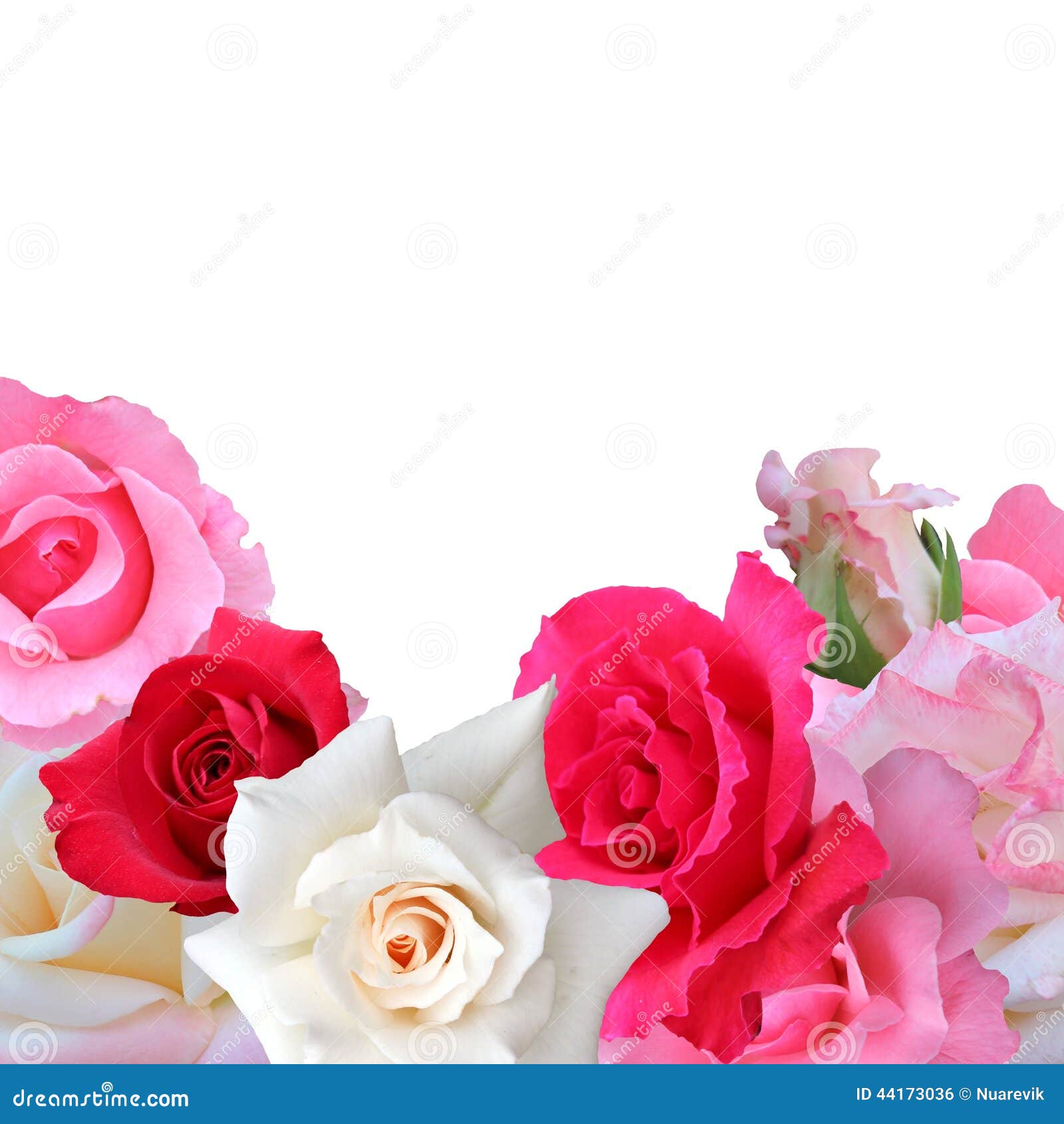 Roses greeting card stock photo. Image of nature, macro - 44173036