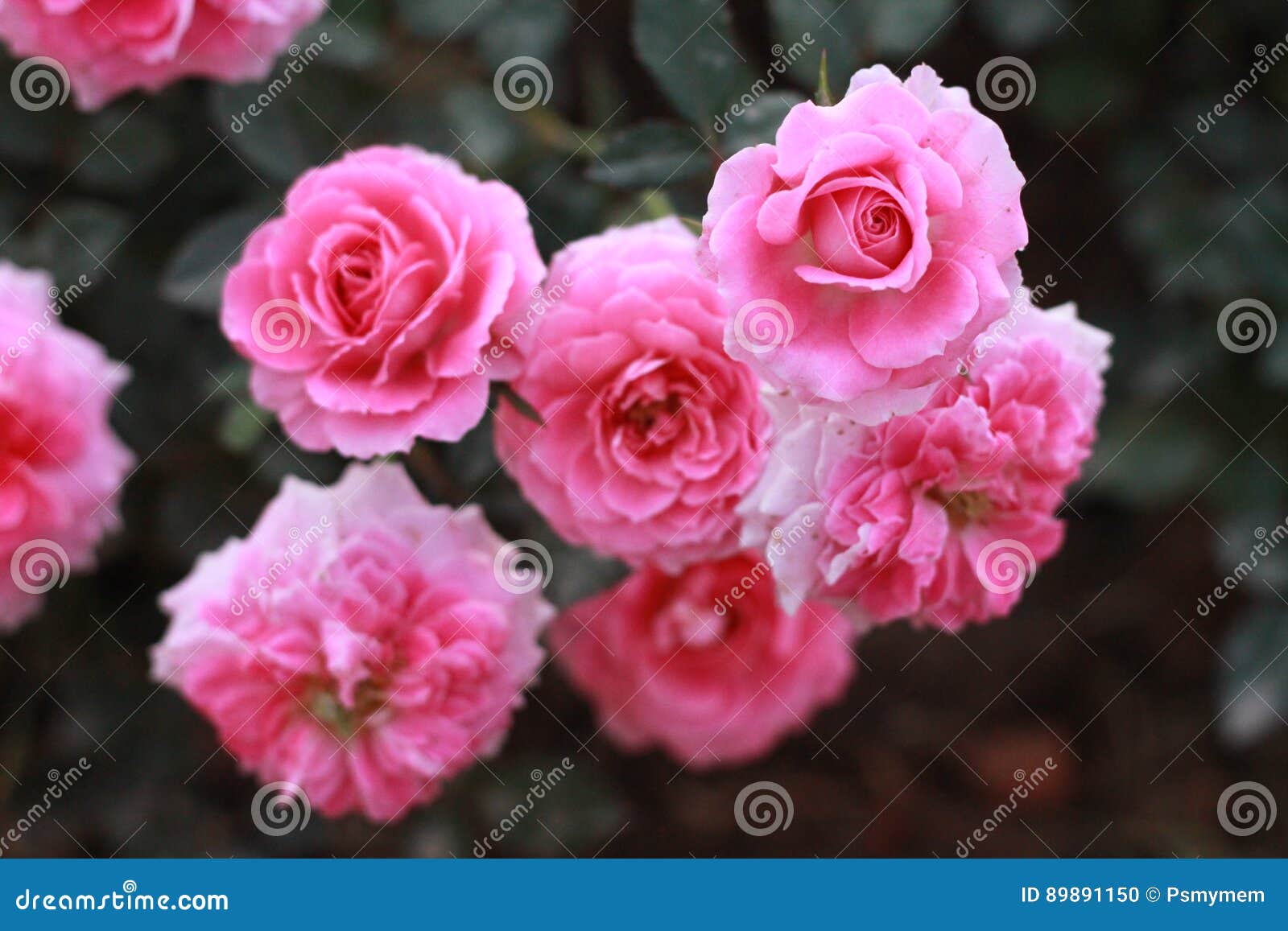 Pink Roses stock photo. Image of asia, relax, beautiful - 89891150