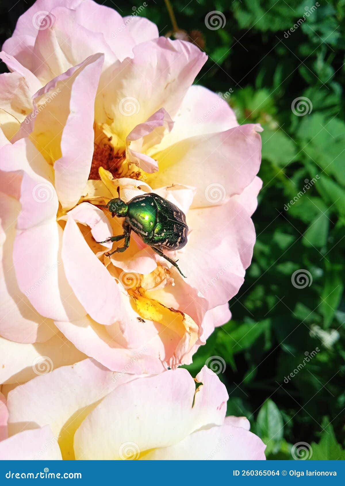 Roses Grow in the Garden. Beetles Sit on Them Stock Photo - Image of ...