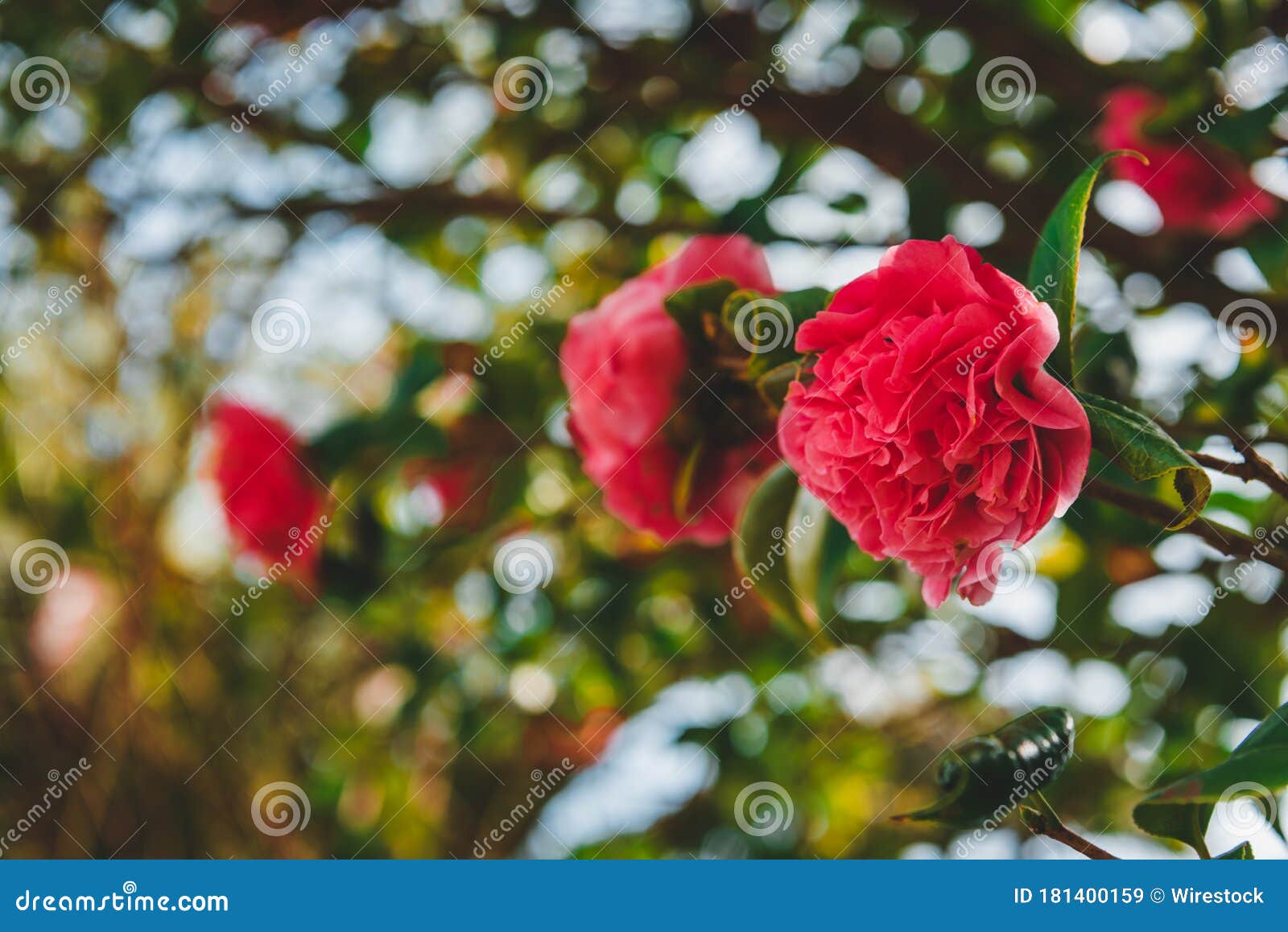 Roses Growing on the Branch of a Tree Stock Image - Image of natural ...