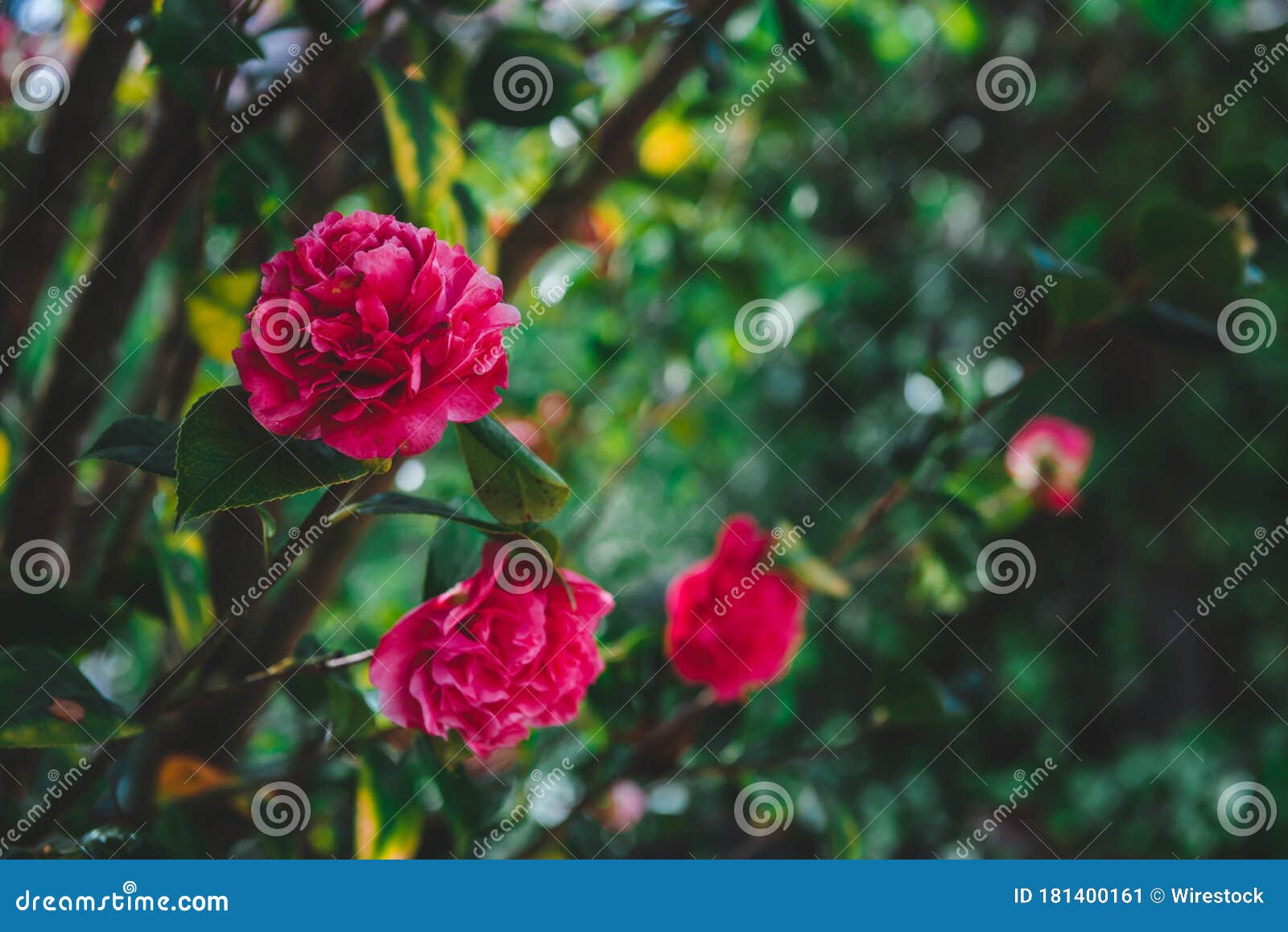 Roses Growing on the Branch of a Tree Stock Image - Image of white ...