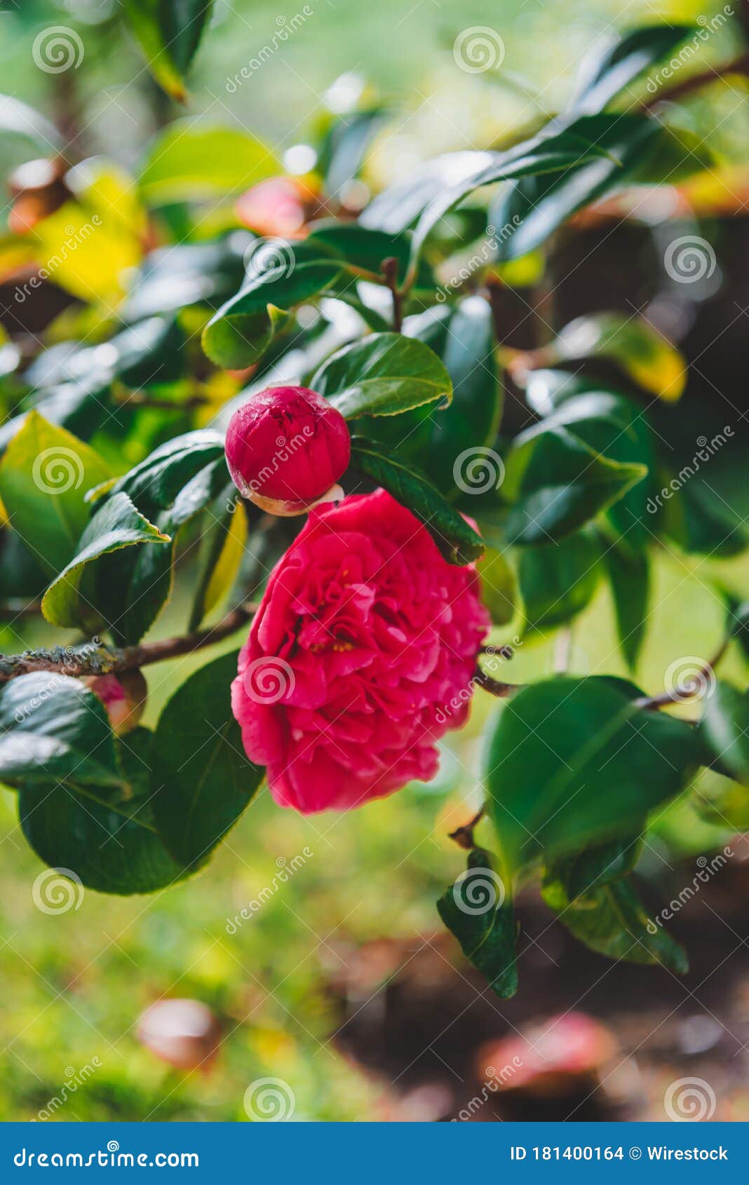 Roses Growing on the Branch of a Tree Stock Photo - Image of spring ...