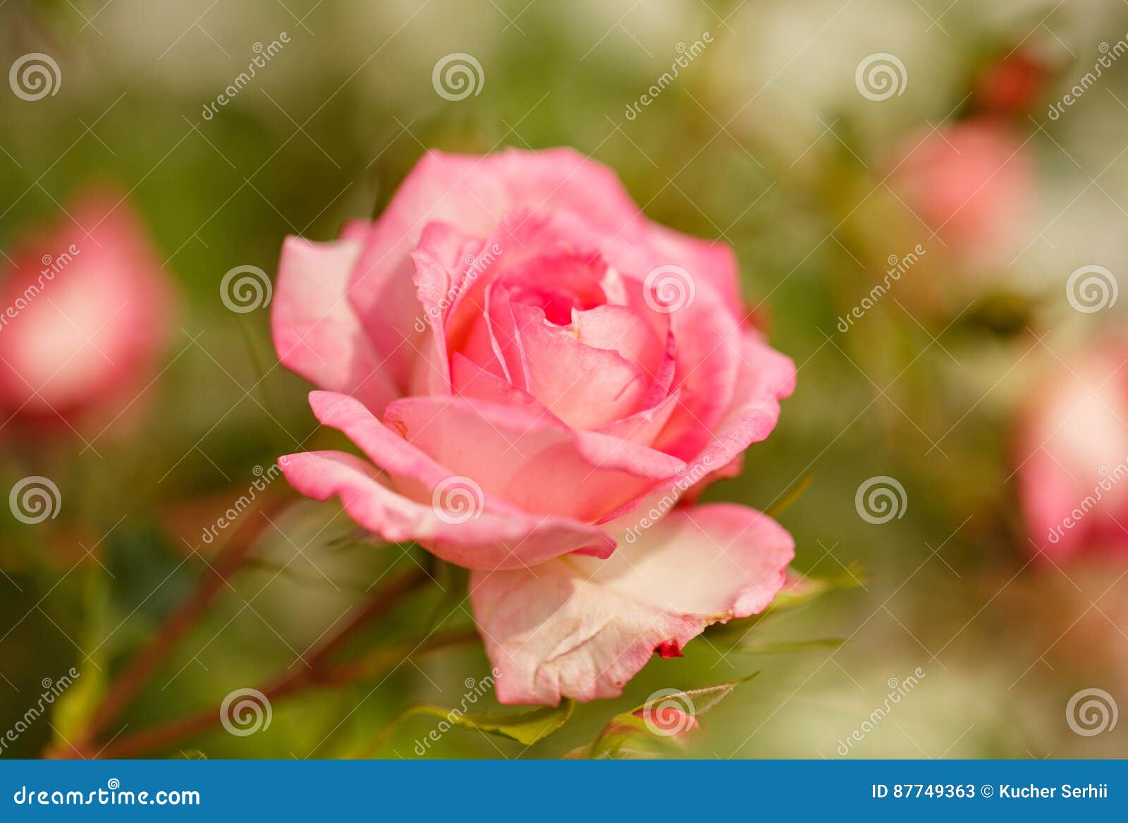 Roses Growing in the Garden Stock Image - Image of flowerimage ...