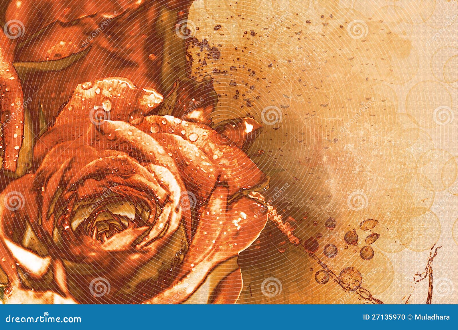 Roses On Grunge Wall Texture Stock Illustration | CartoonDealer.com ...