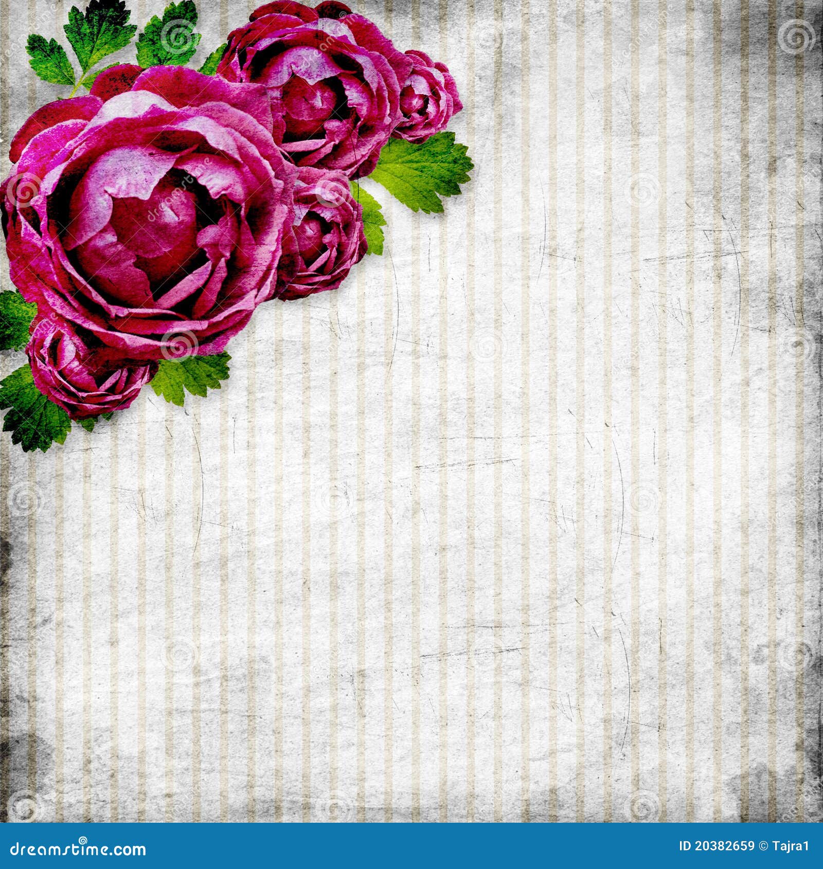 Roses on the Grunge Striped Background Stock Image - Image of paper ...