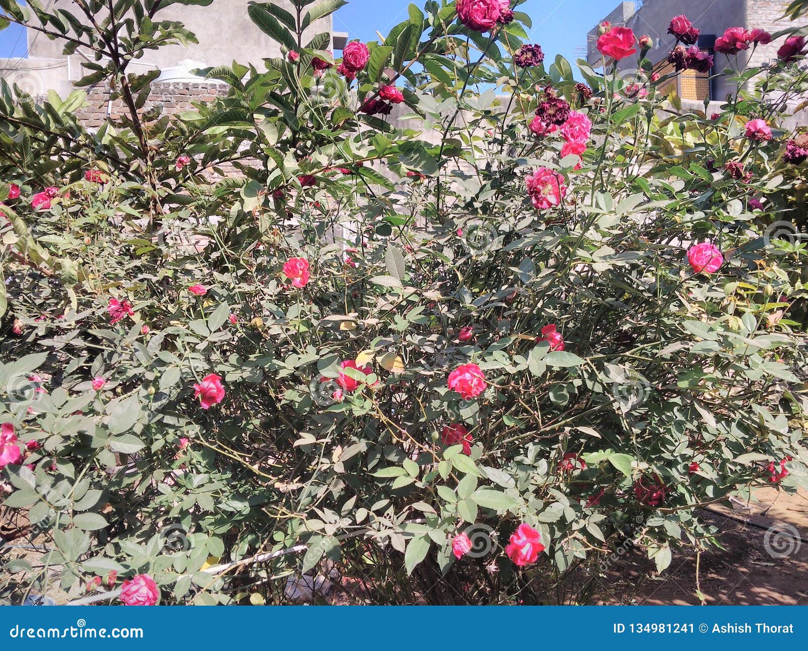 Roses stock image. Image of rosess, roses, gulab, hajari - 134981241