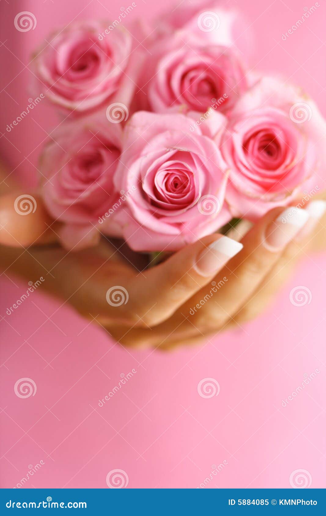 Roses in hands stock image. Image of pink, gift, human - 5884085