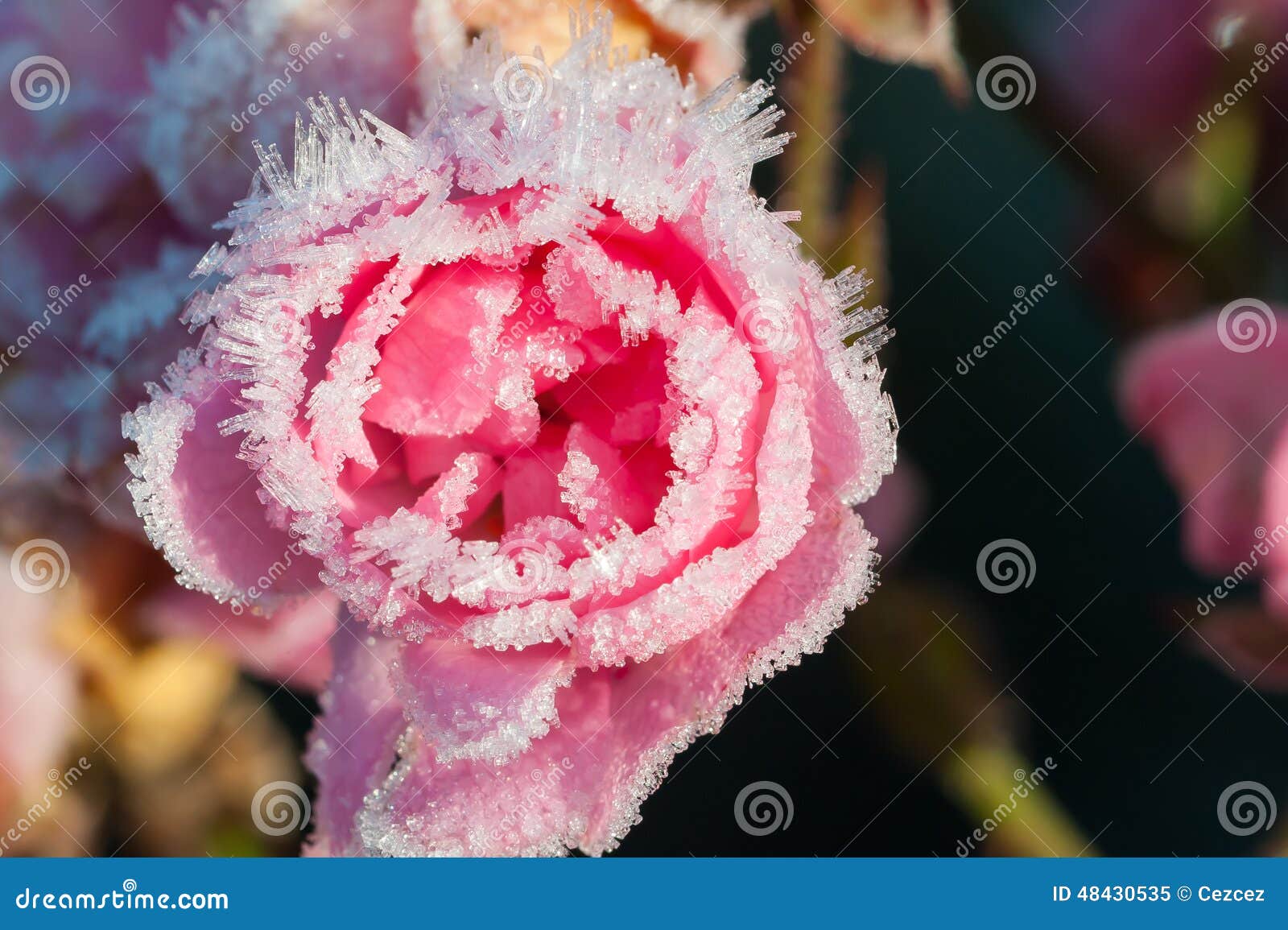 Roses with ice crystals stock image. Image of frosty - 48430535