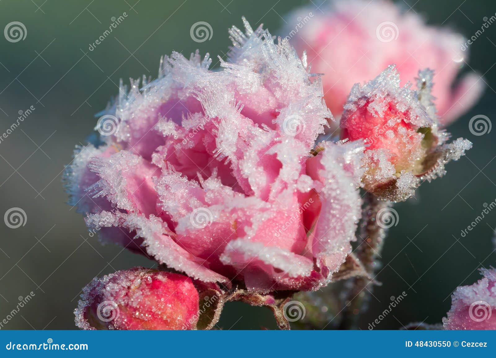 Roses with ice crystals stock photo. Image of perennial - 48430550