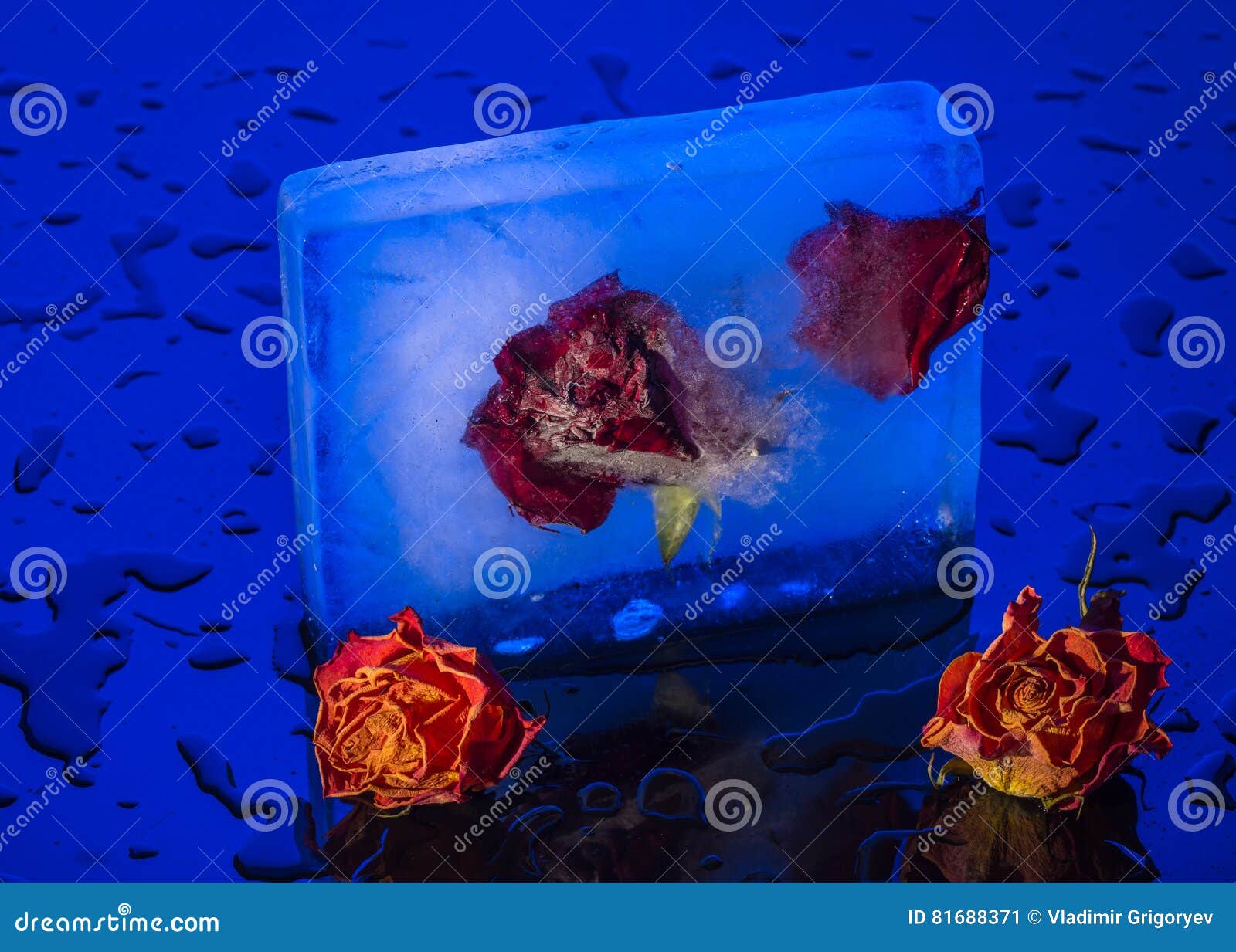 Roses in ice stock image. Image of water, piece, frozenflowers - 81688371