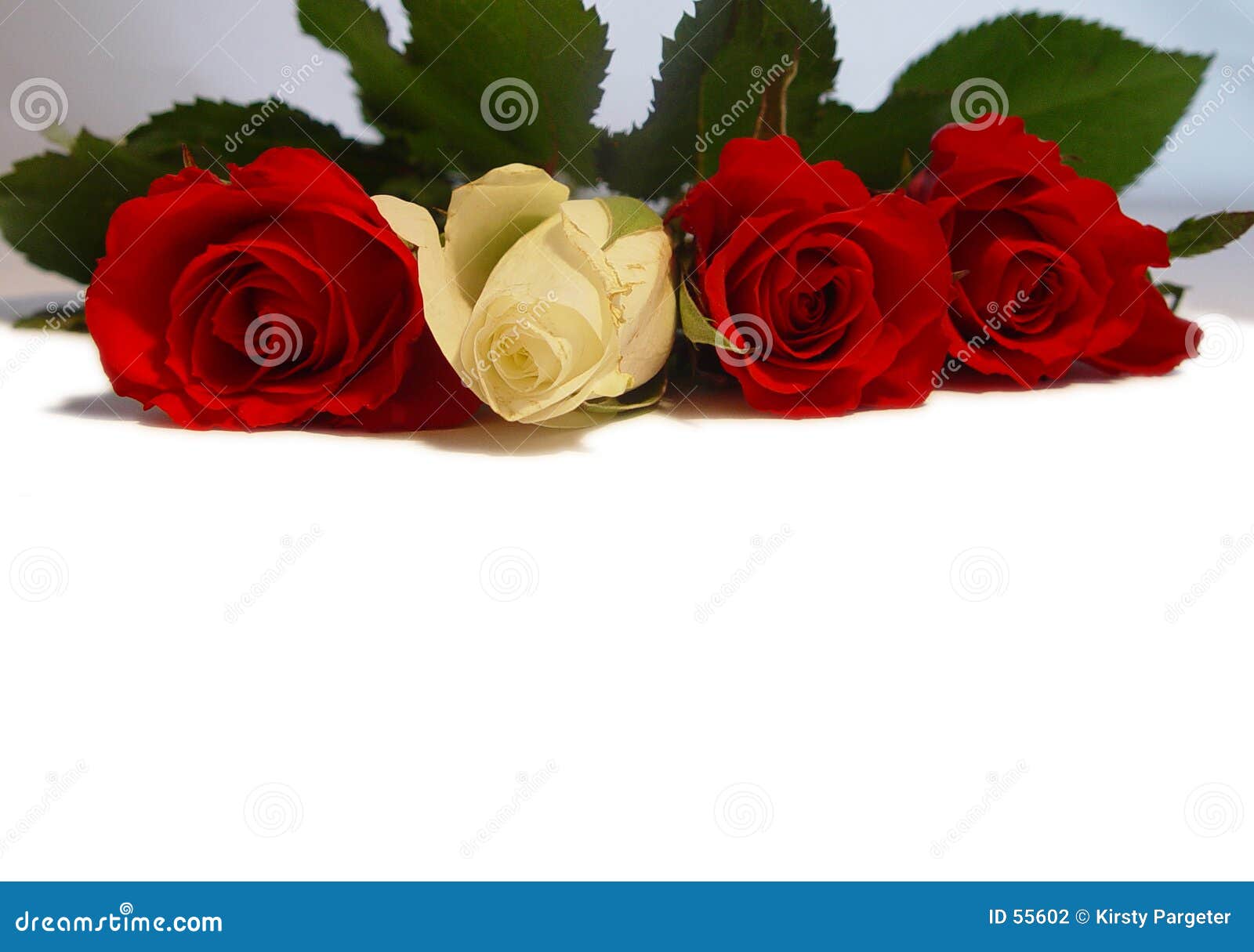 Roses II stock photo. Image of loving, petals, flowers, rose - 55602