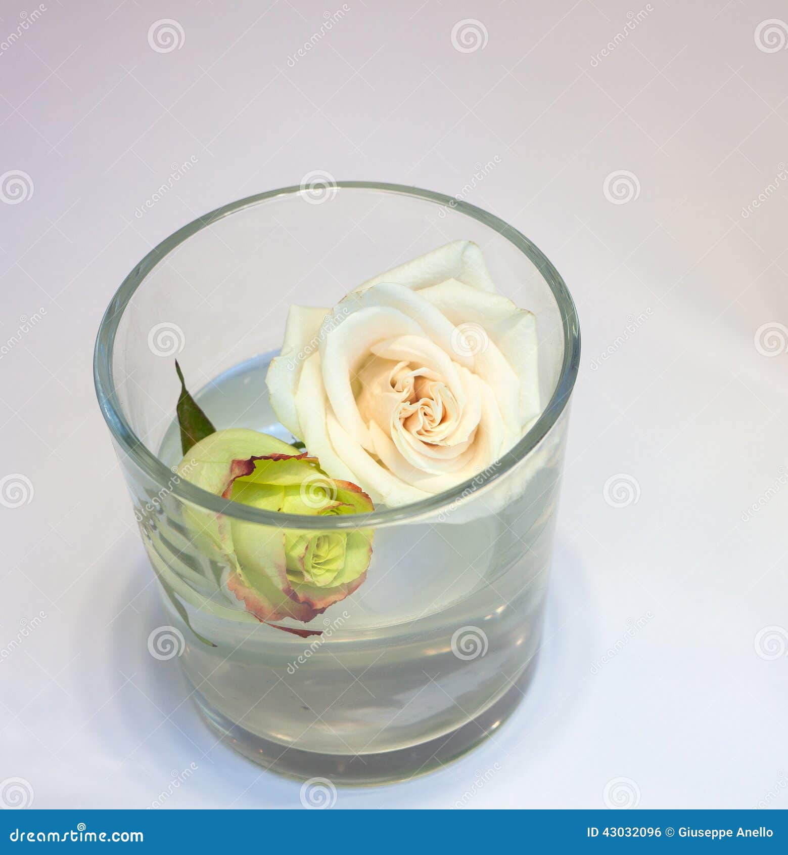 Roses inside the glass stock photo. Image of flower, vase - 43032096