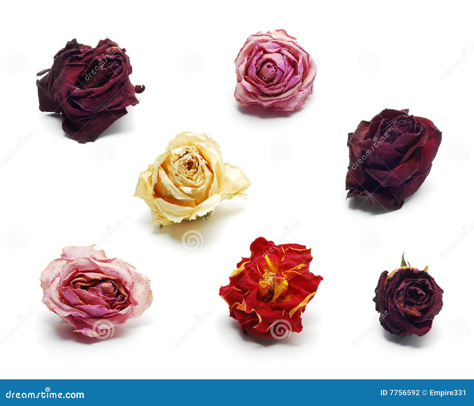 Roses isolated stock photo. Image of flowers, rose, flower - 7756592