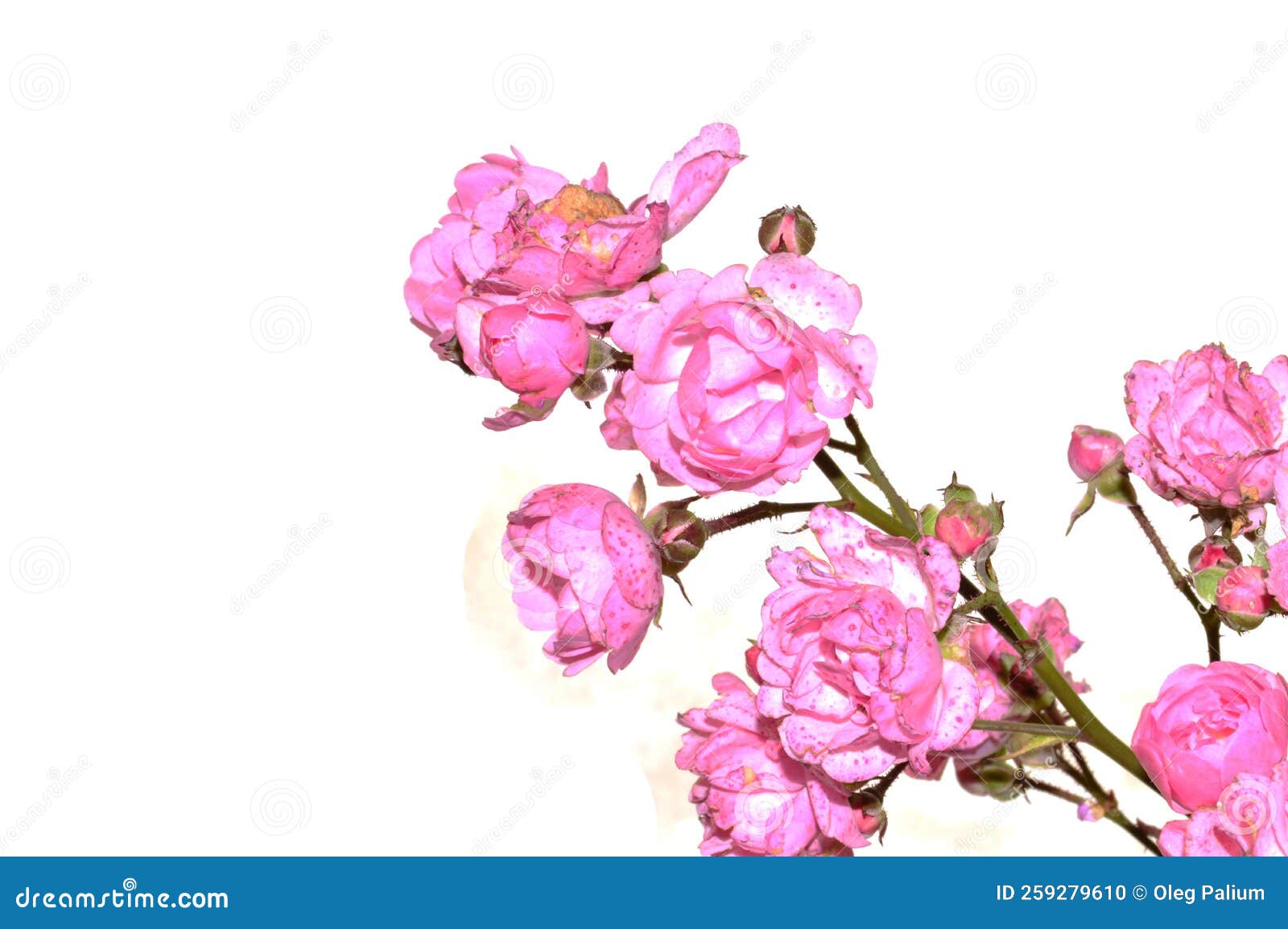 Roses Isolated on White Background Stock Photo - Image of object, macro ...