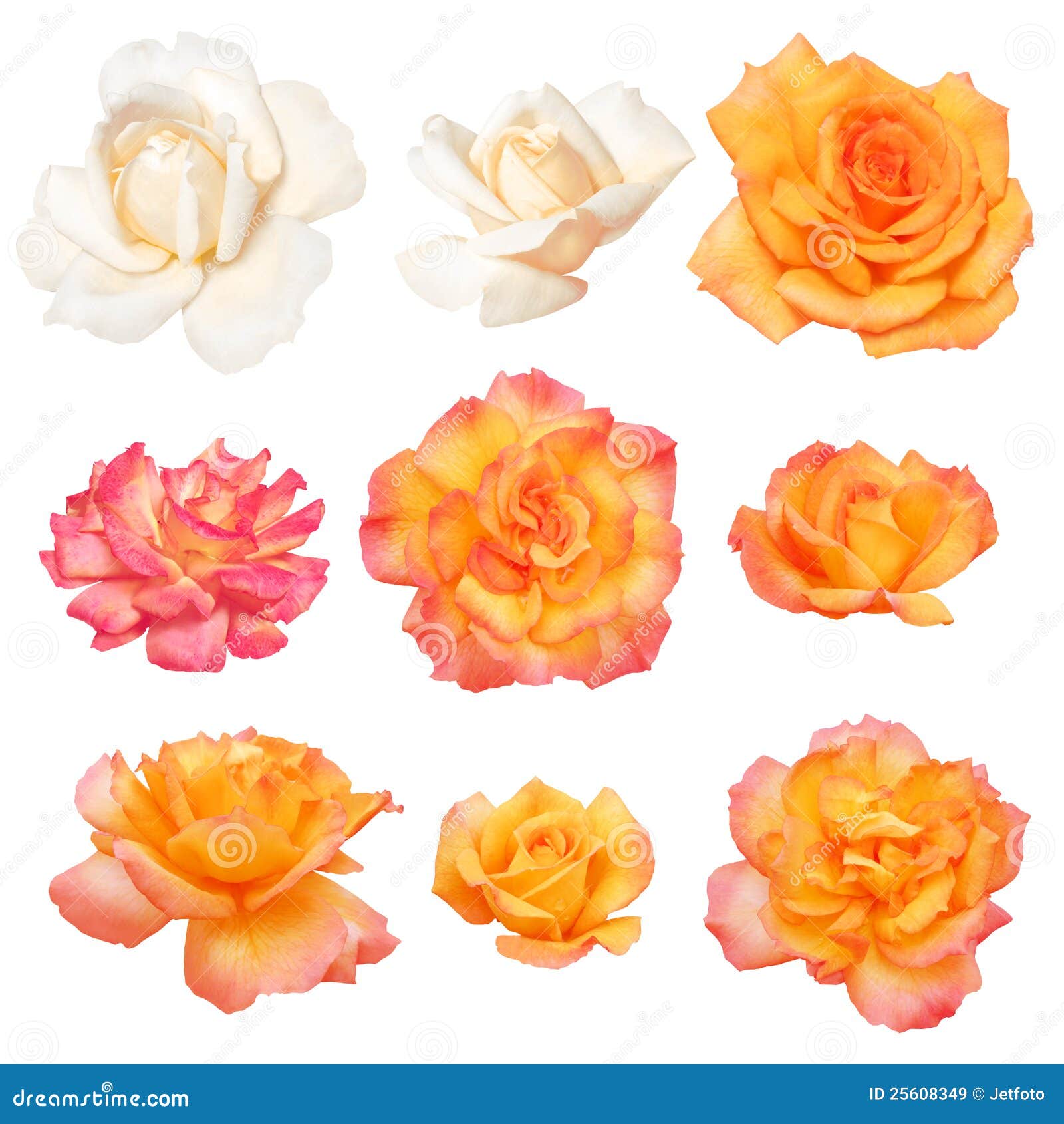 Roses Isolated on White Background. Vector Path! Stock Illustration ...