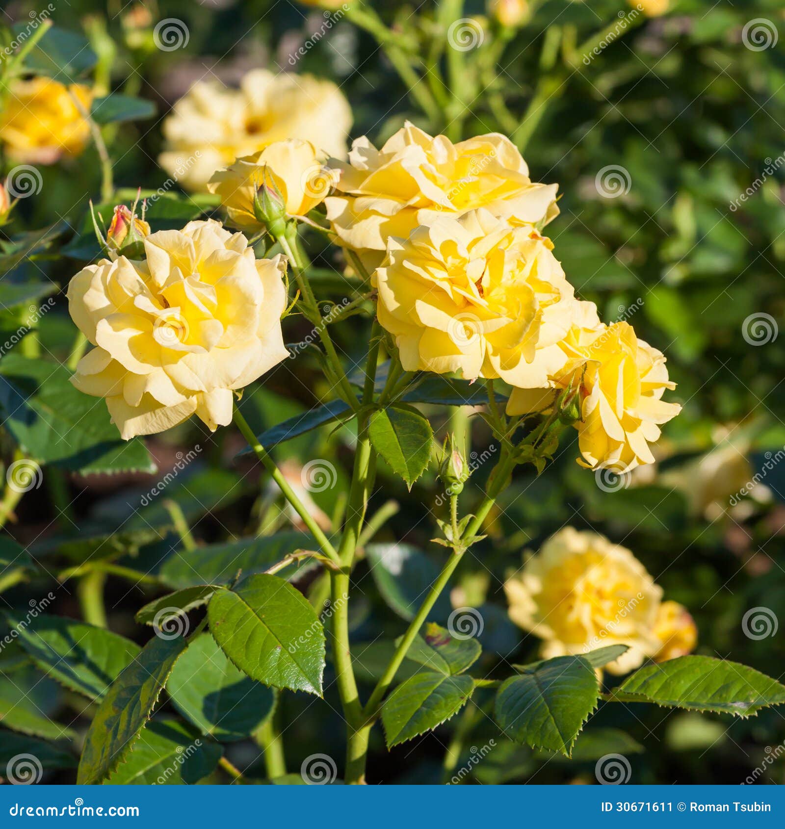 Roses Jaunes Dans Le Jardin Image stock - Image du stationnement, beau ...
