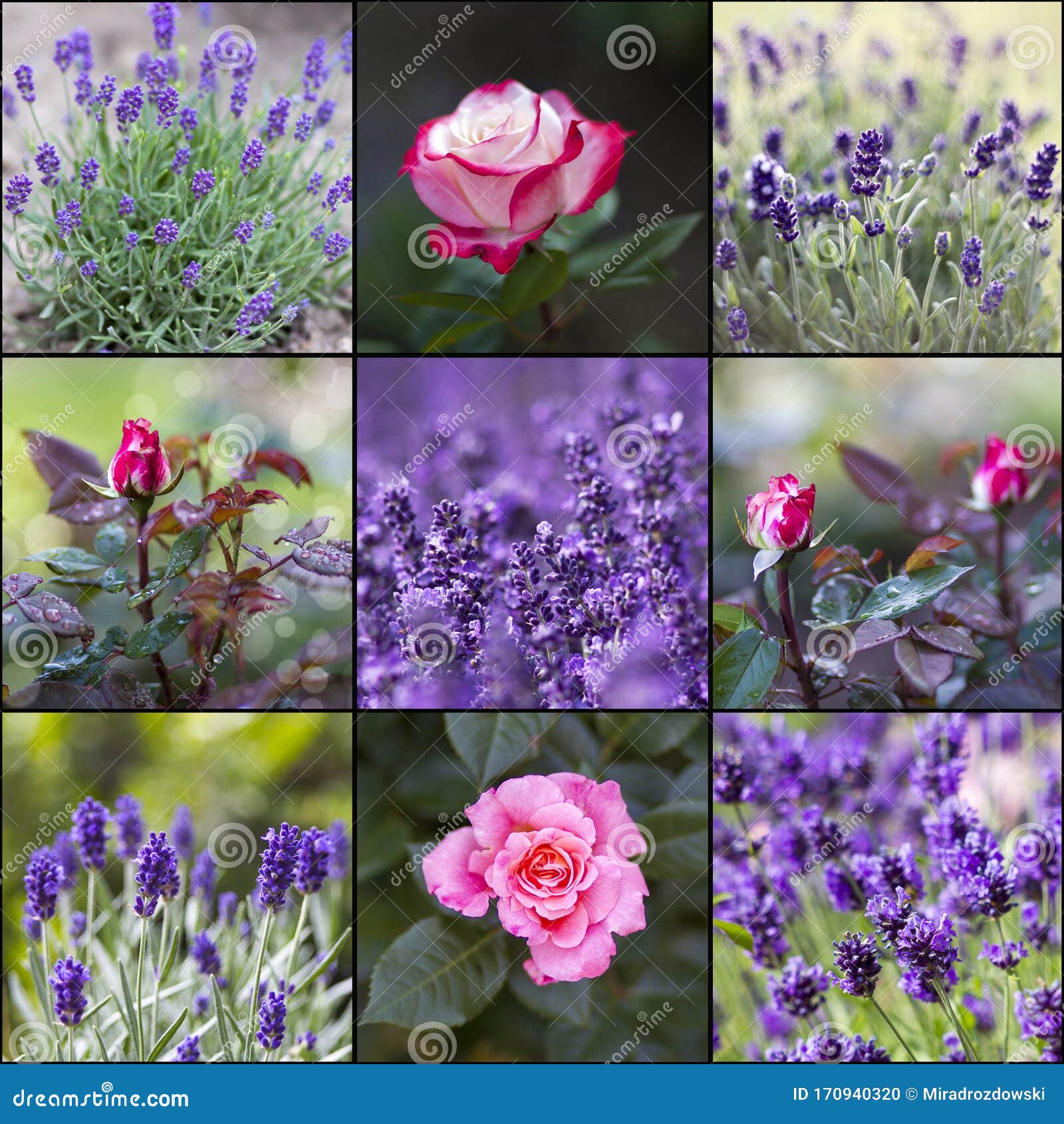 Lavender Collage Stock Photography | CartoonDealer.com #25681004