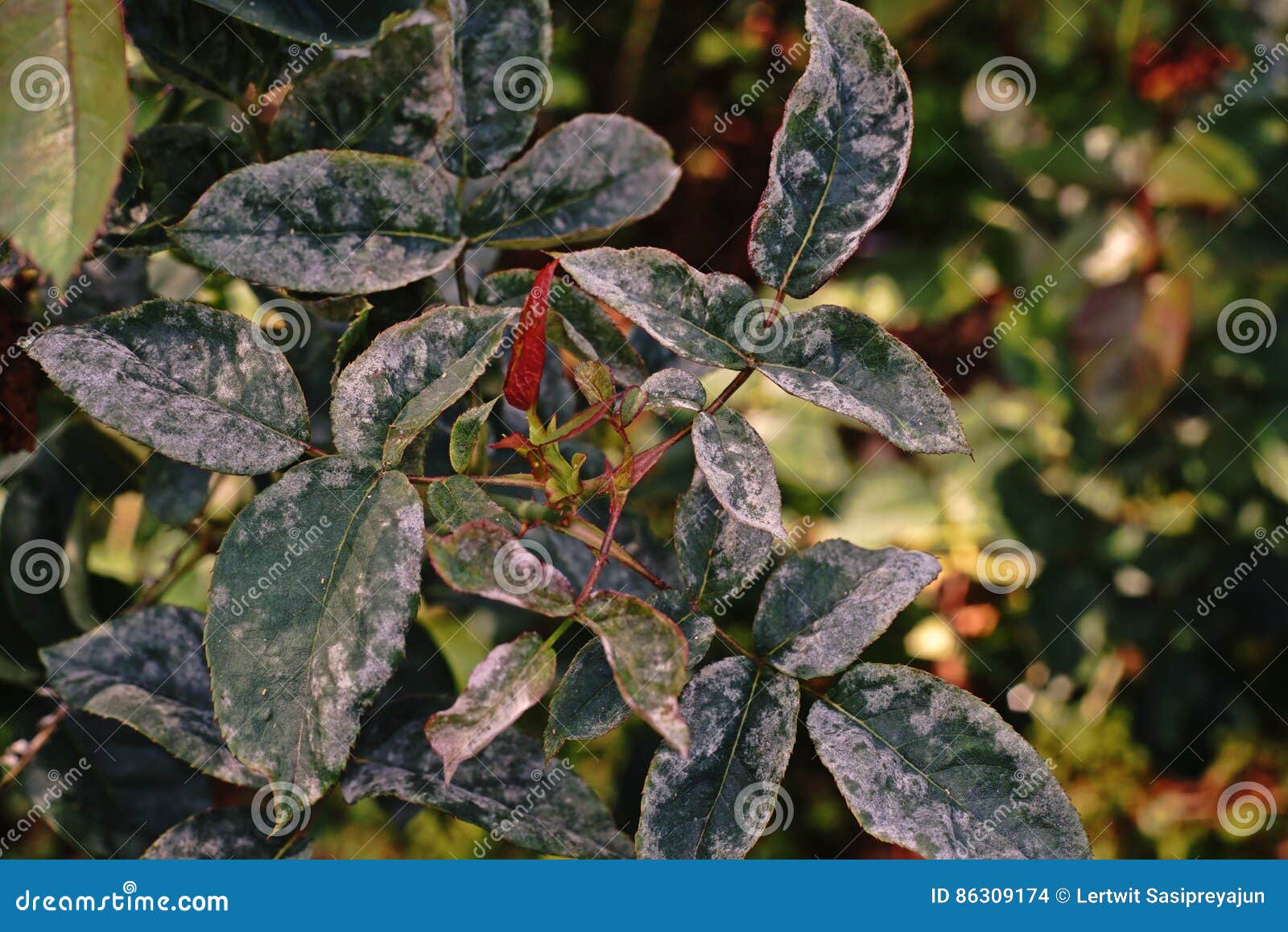 Roses` leaf disease stock photo. Image of home, fungus - 86309174