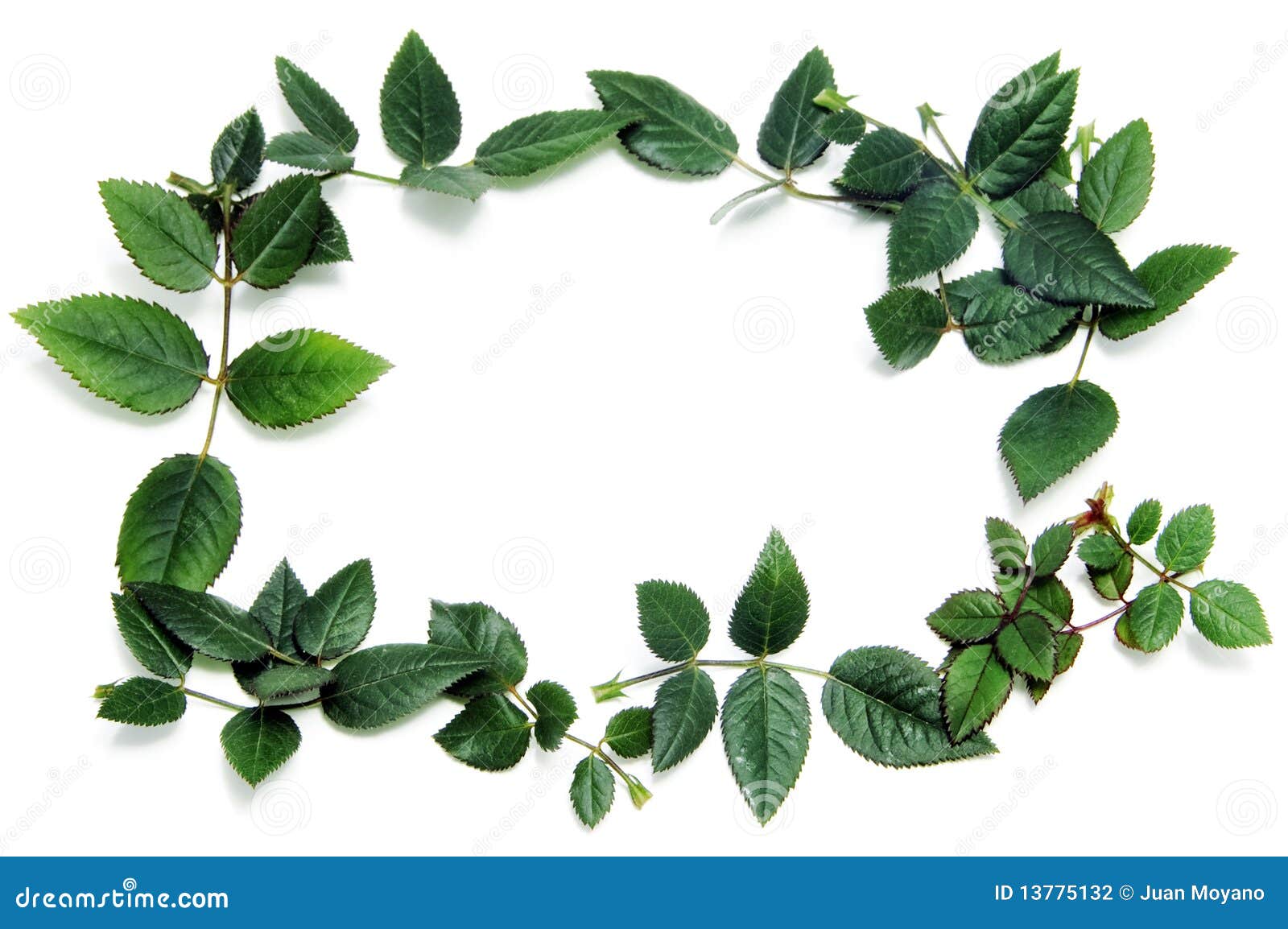 Roses leaves stock photo. Image of summer, space, background - 13775132