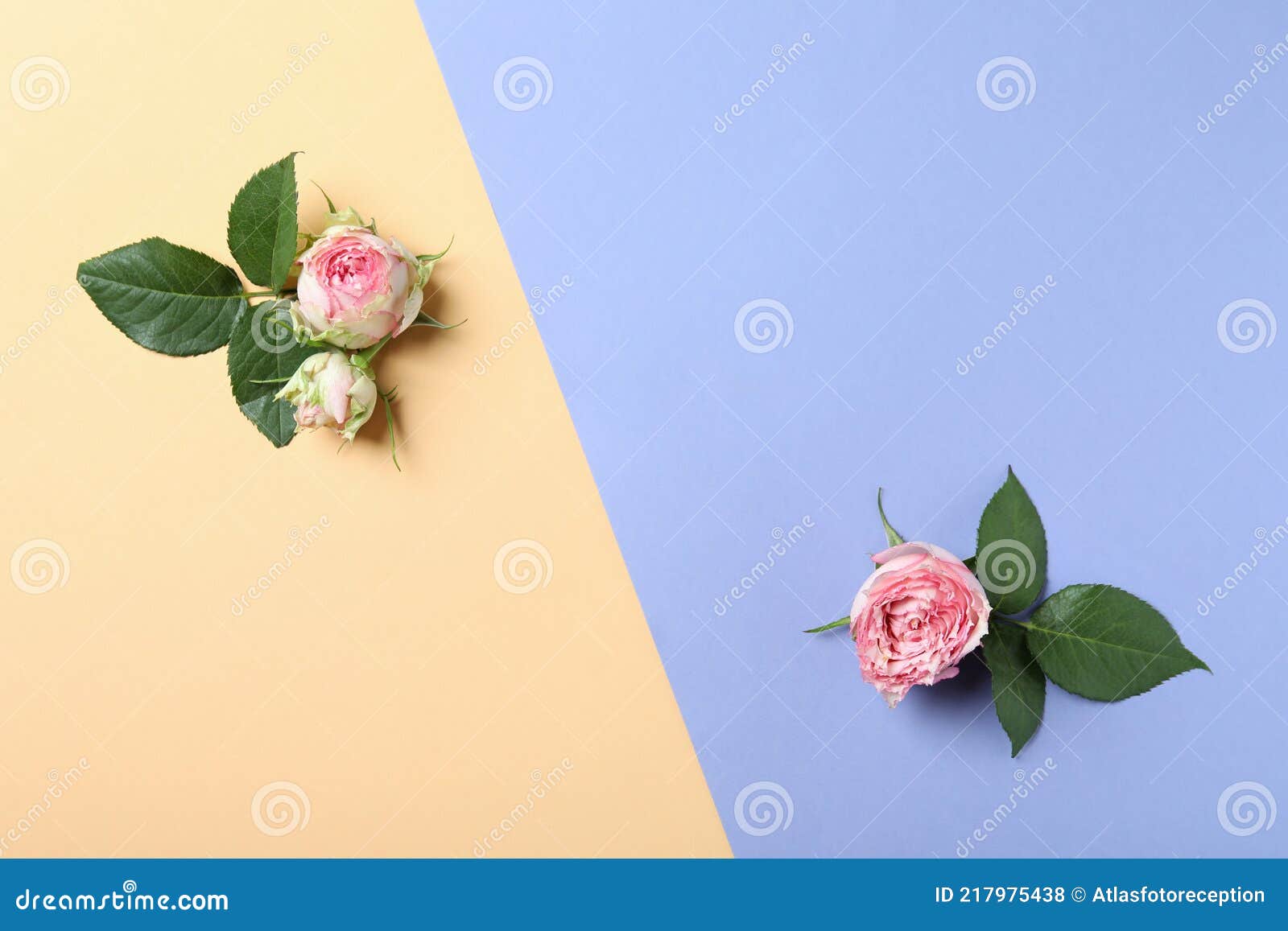 Roses with Leaves on Two Tone Background Stock Photo - Image of leaf ...