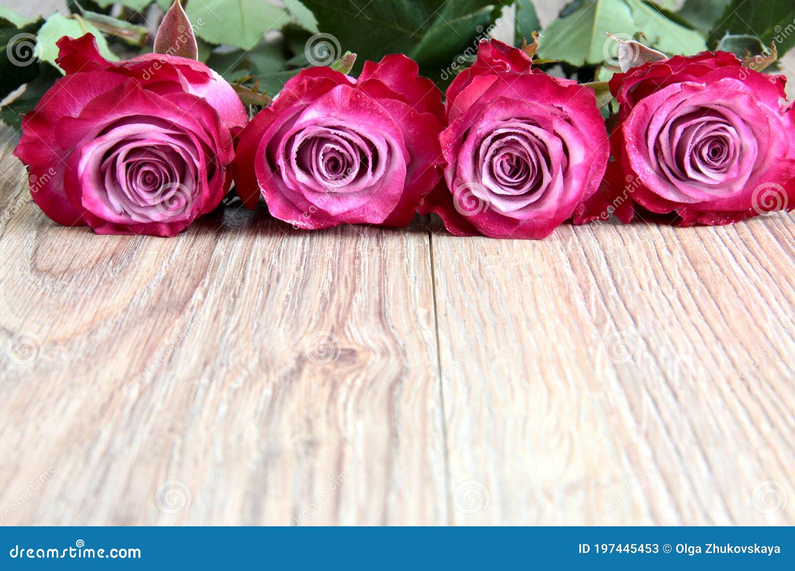 Roses on a Light Background. the Flowers are Stacked in a Row Stock ...