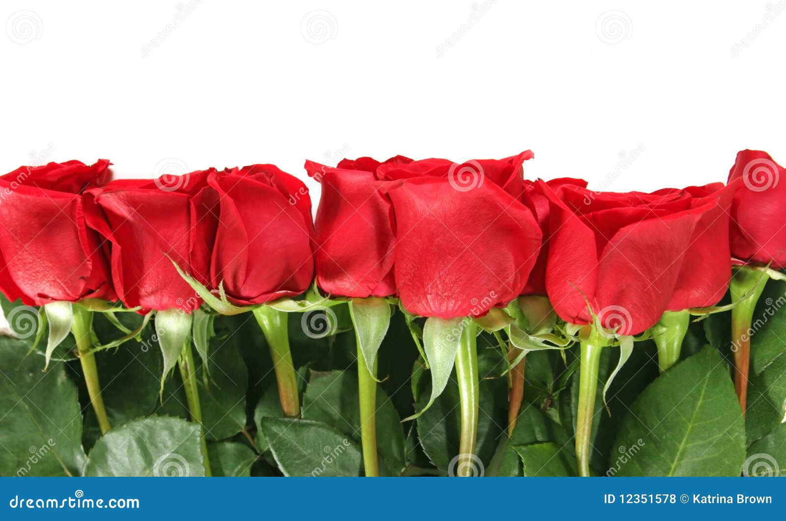 Roses Lined Up in a Row Isolated on White Backgrou Stock Photo - Image ...