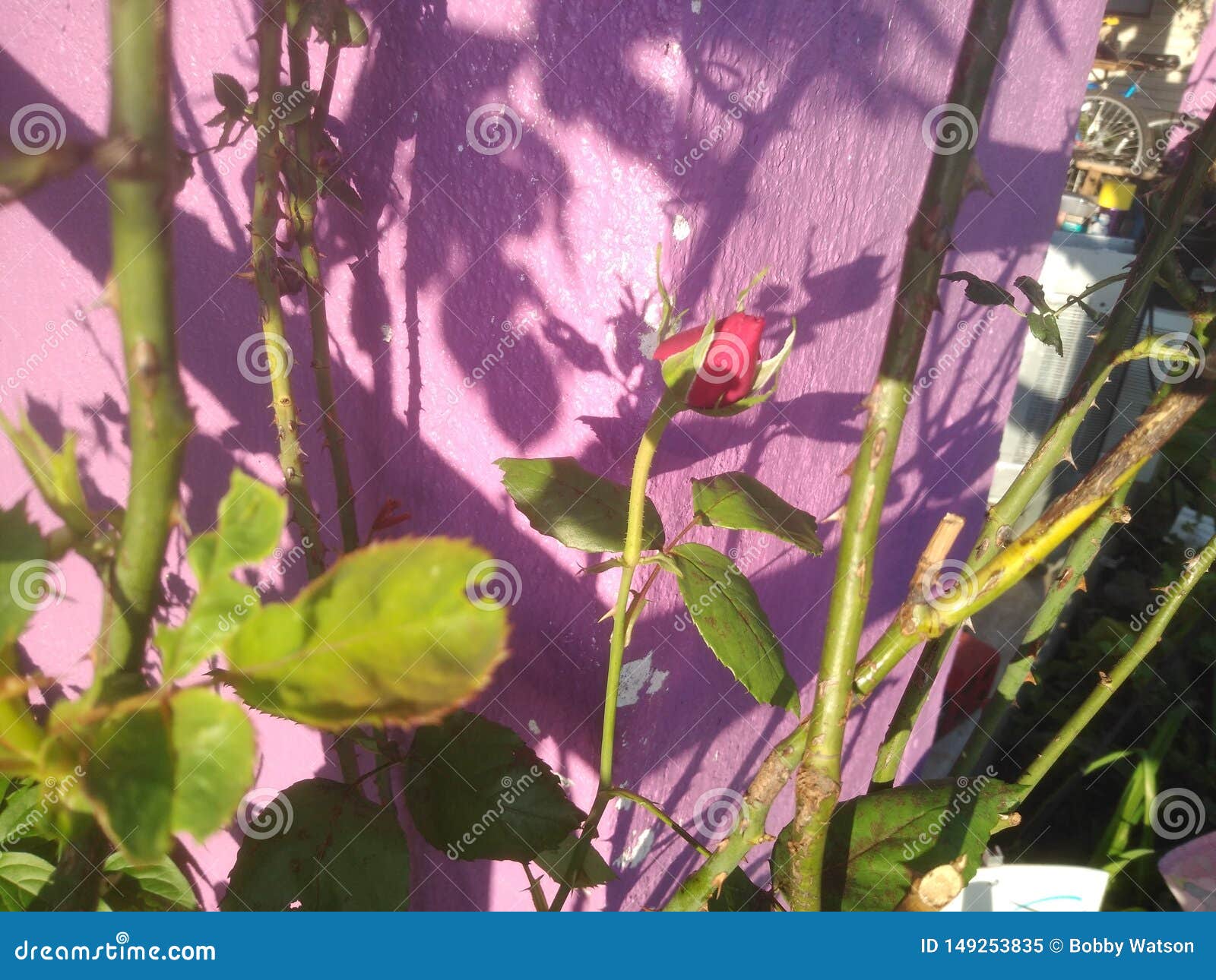 Roses long stem on bush stock image. Image of rosebush - 149253835