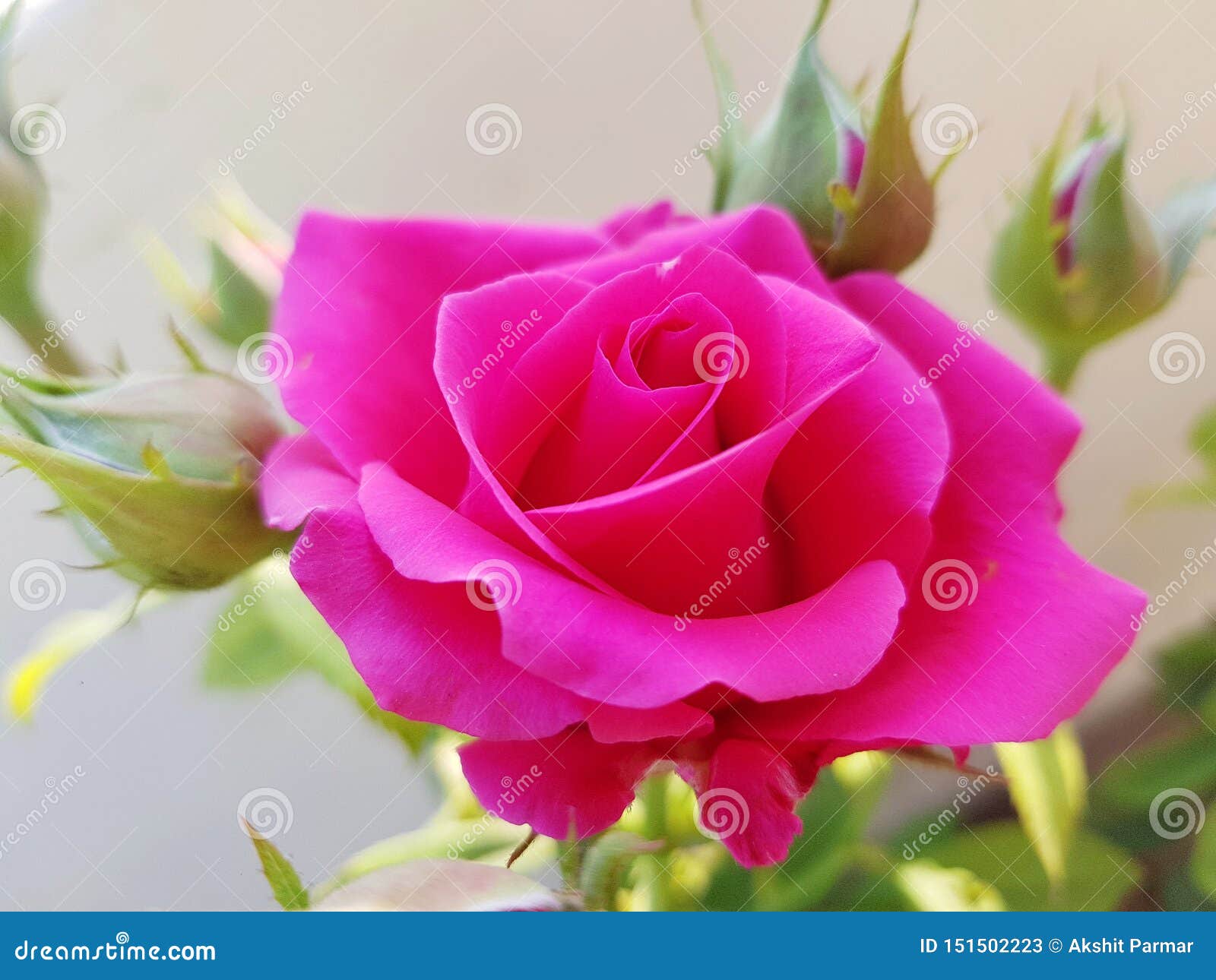 Roses Loved by Every Single Female in the World Stock Image - Image of ...
