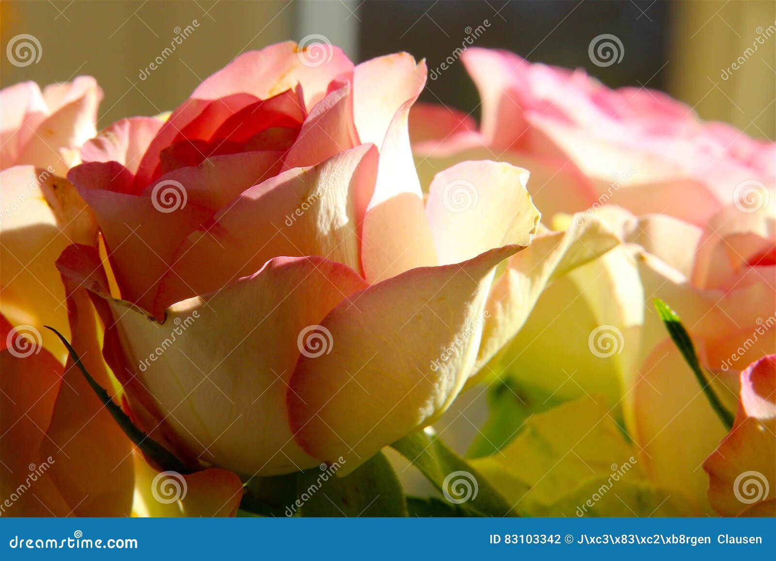 Roses in lovely colors stock photo. Image of plants, colors - 83103342