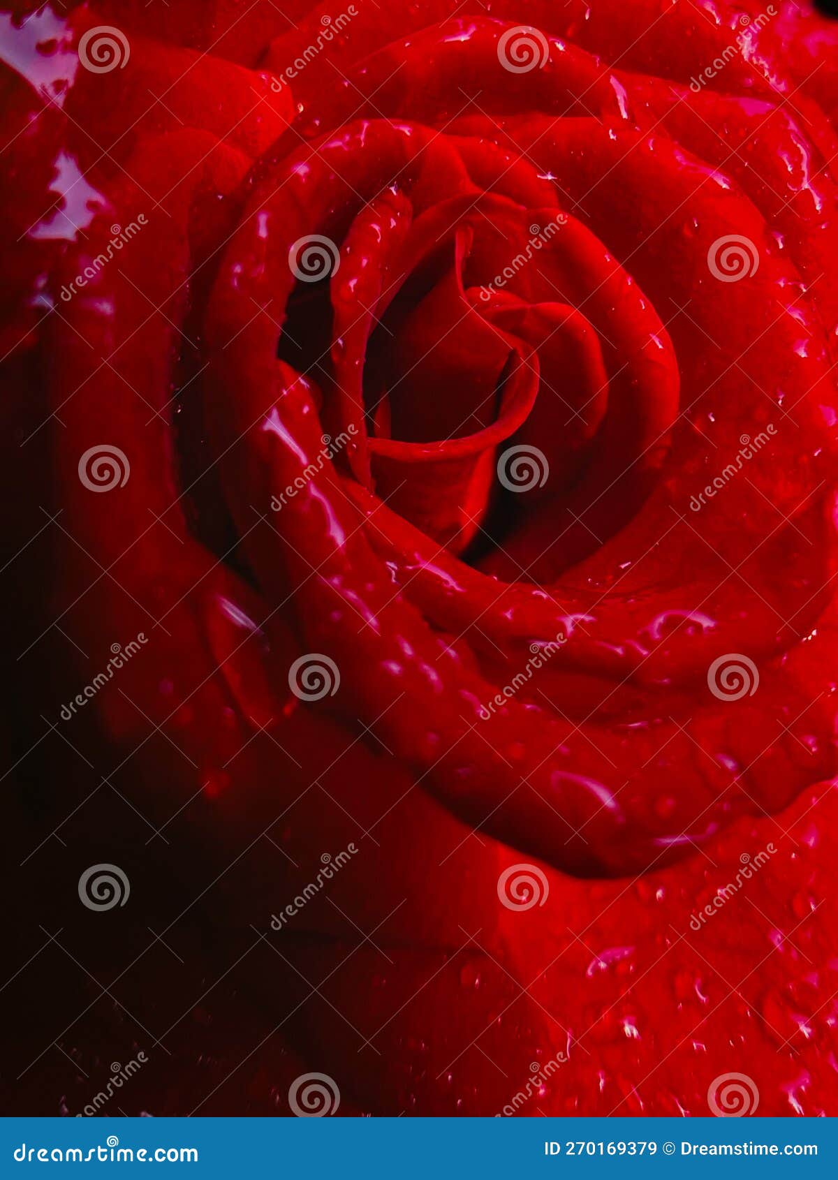 Roses stock image. Image of pink, roses, rose, millennial - 270169379