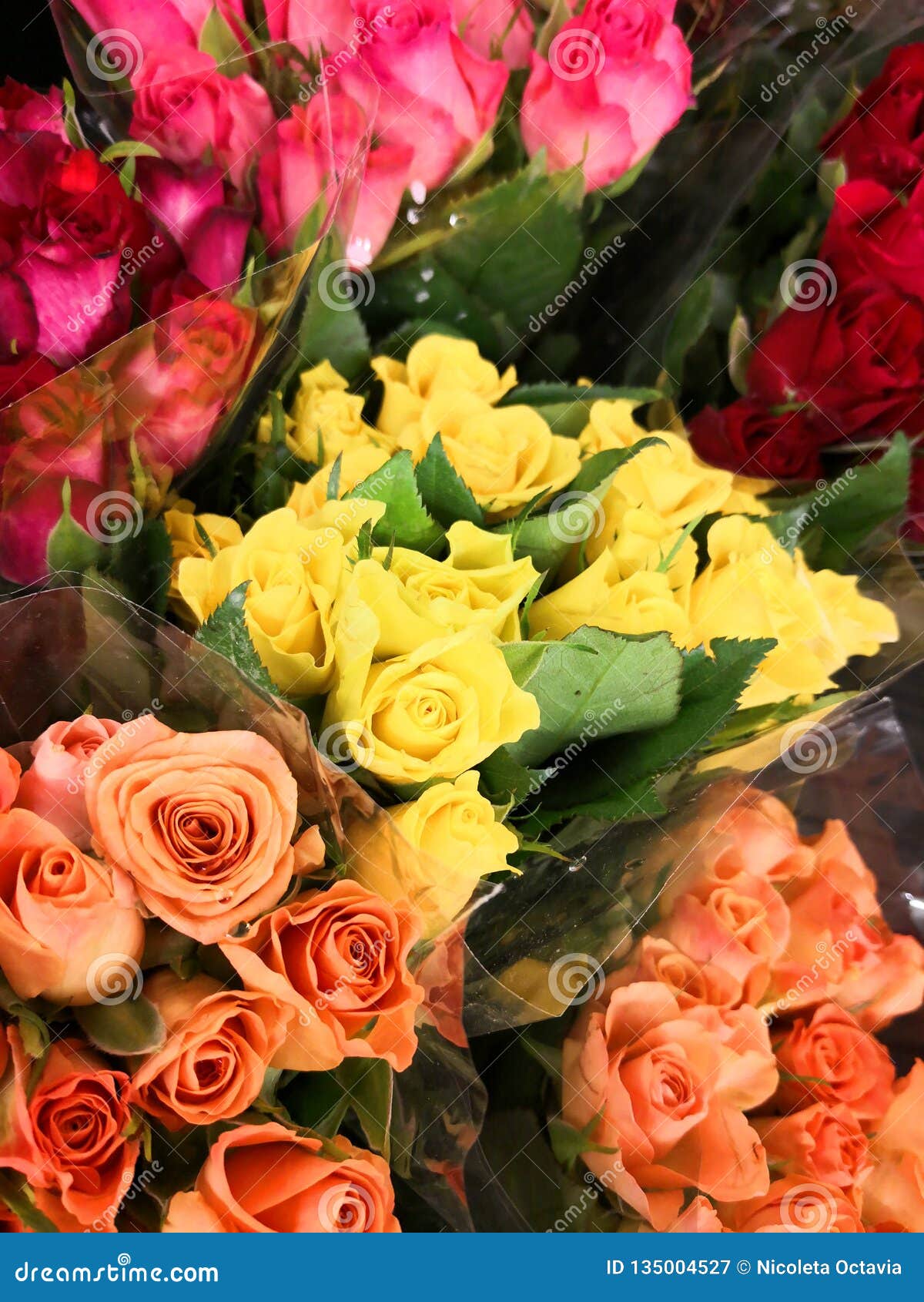 Roses stock image. Image of colored, nature, bouquets - 135004527