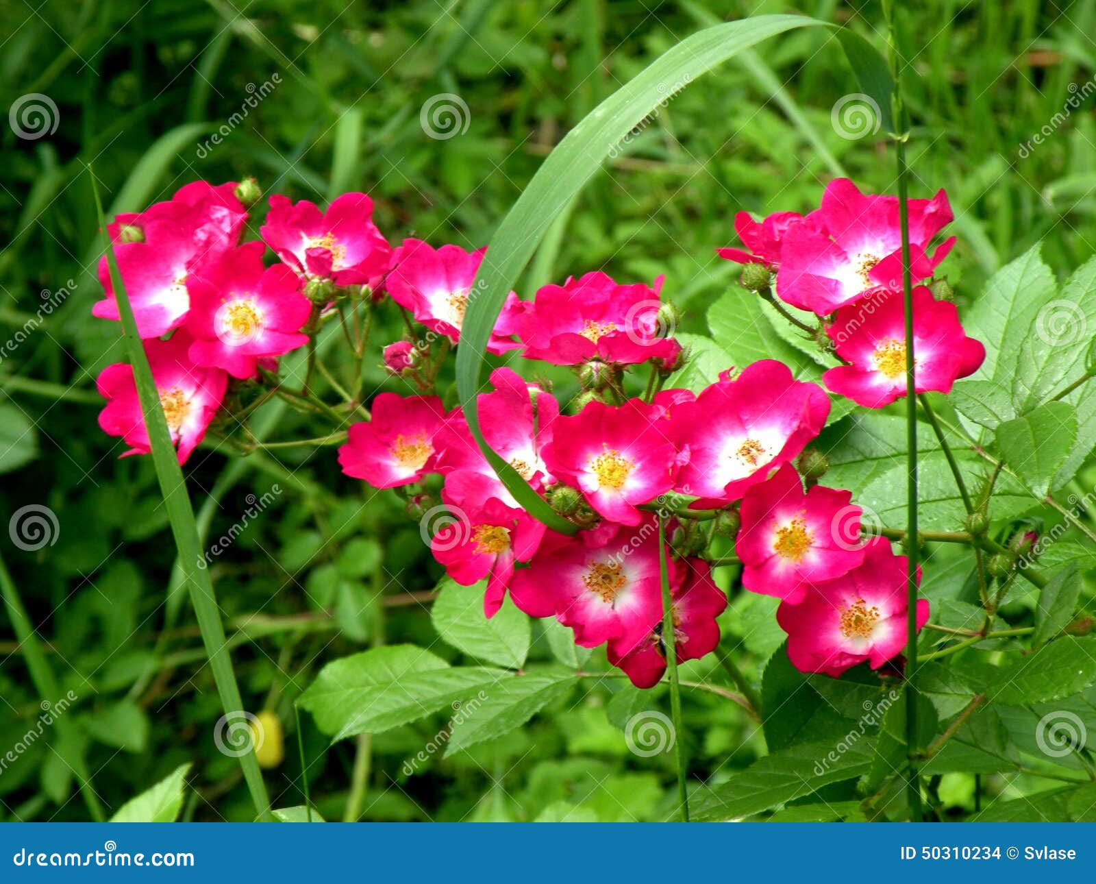 Roses in midsummer. stock photo. Image of fabric, beauty - 50310234