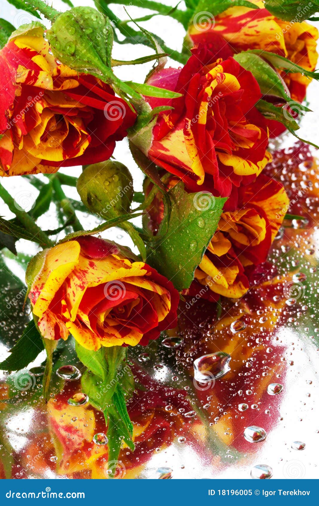Roses on the mirror stock image. Image of bright, mirror - 18196005