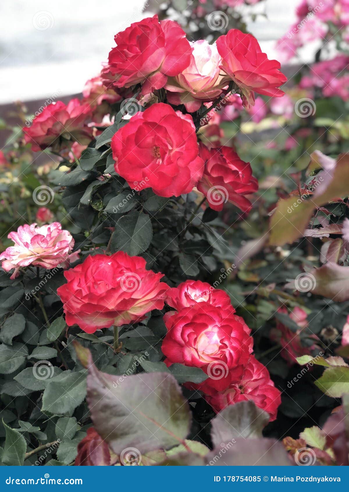 Roses stock image. Image of flowers, moscow, roses, park - 178754085