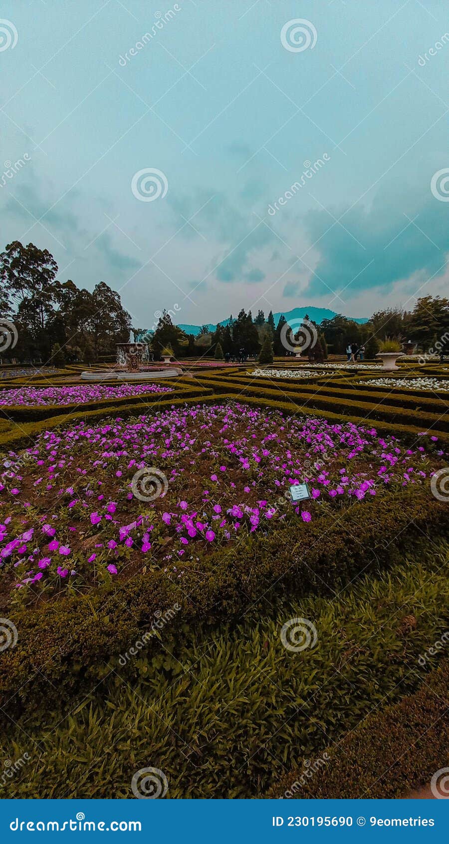Roses and mountain stock photo. Image of landscape, morning - 230195690