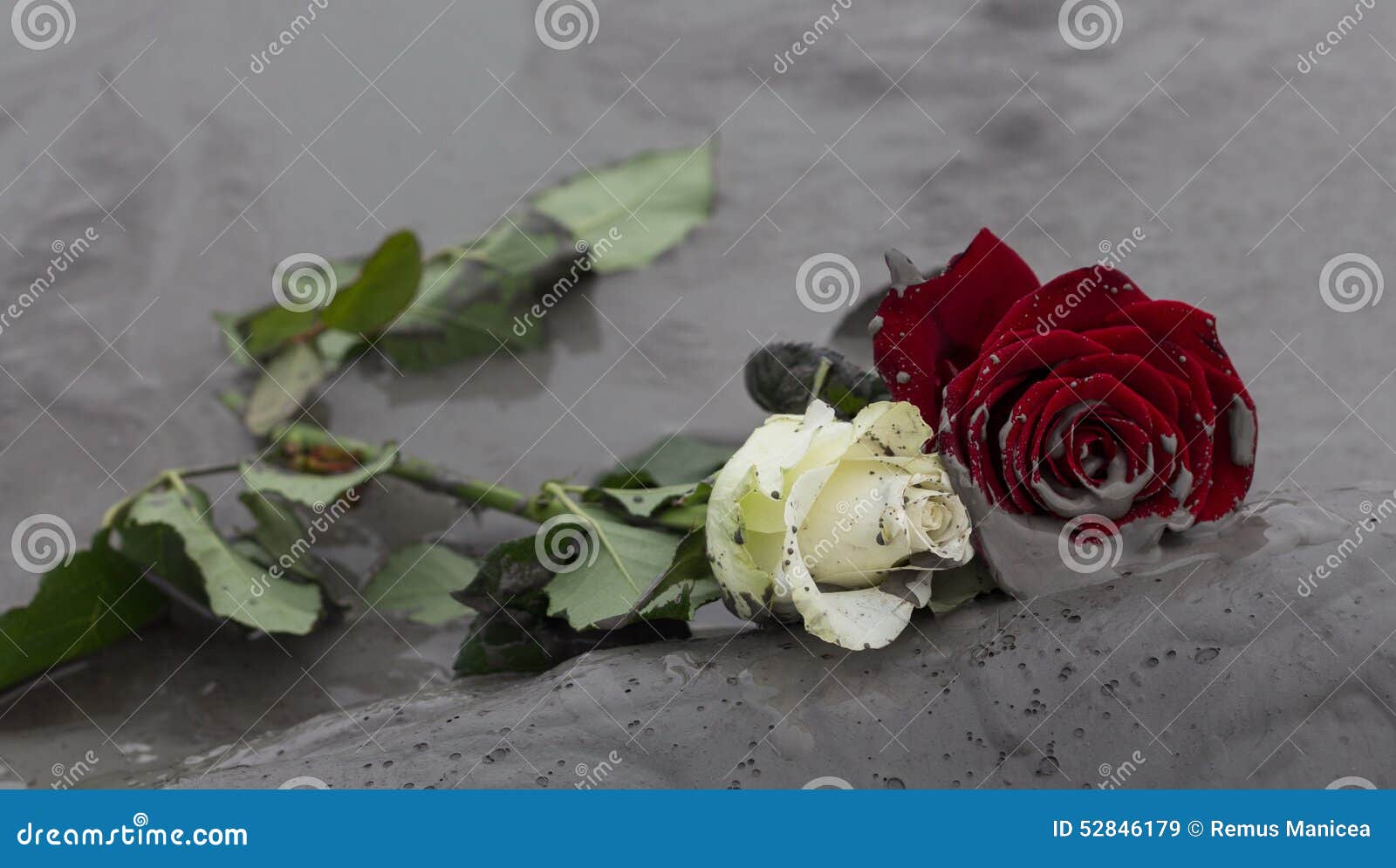 Roses in mud stock image. Image of roses, destiny, hurts - 52846179