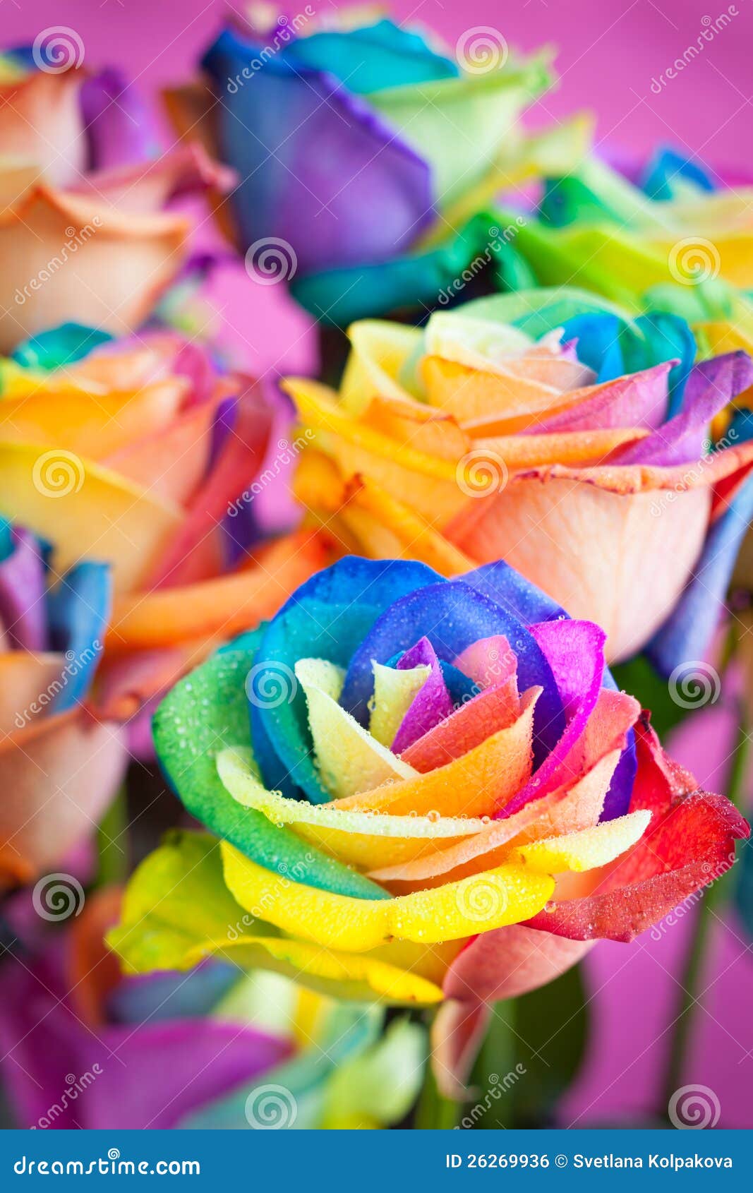 Roses multicolores photo stock. Image du décoration, groupe - 26269936
