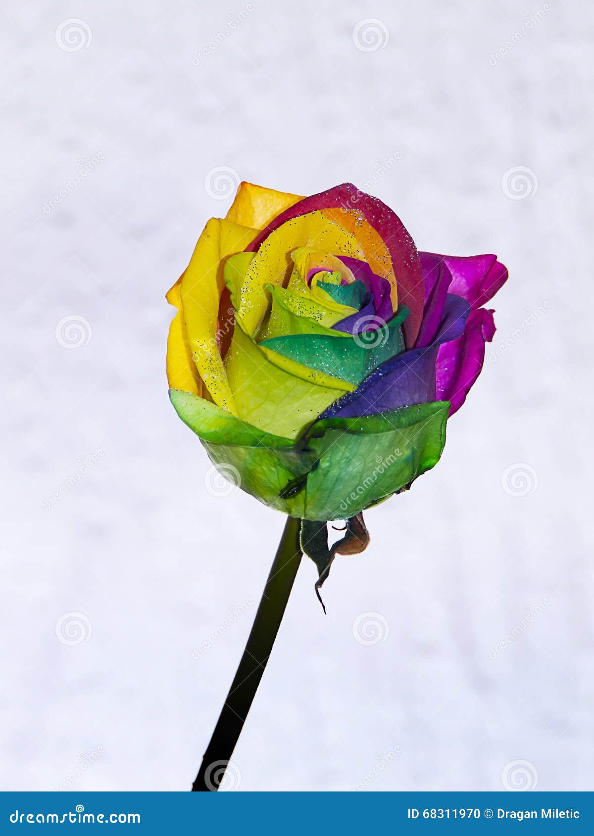 Roses multicolores photo stock. Image du heureux, magie - 68311970