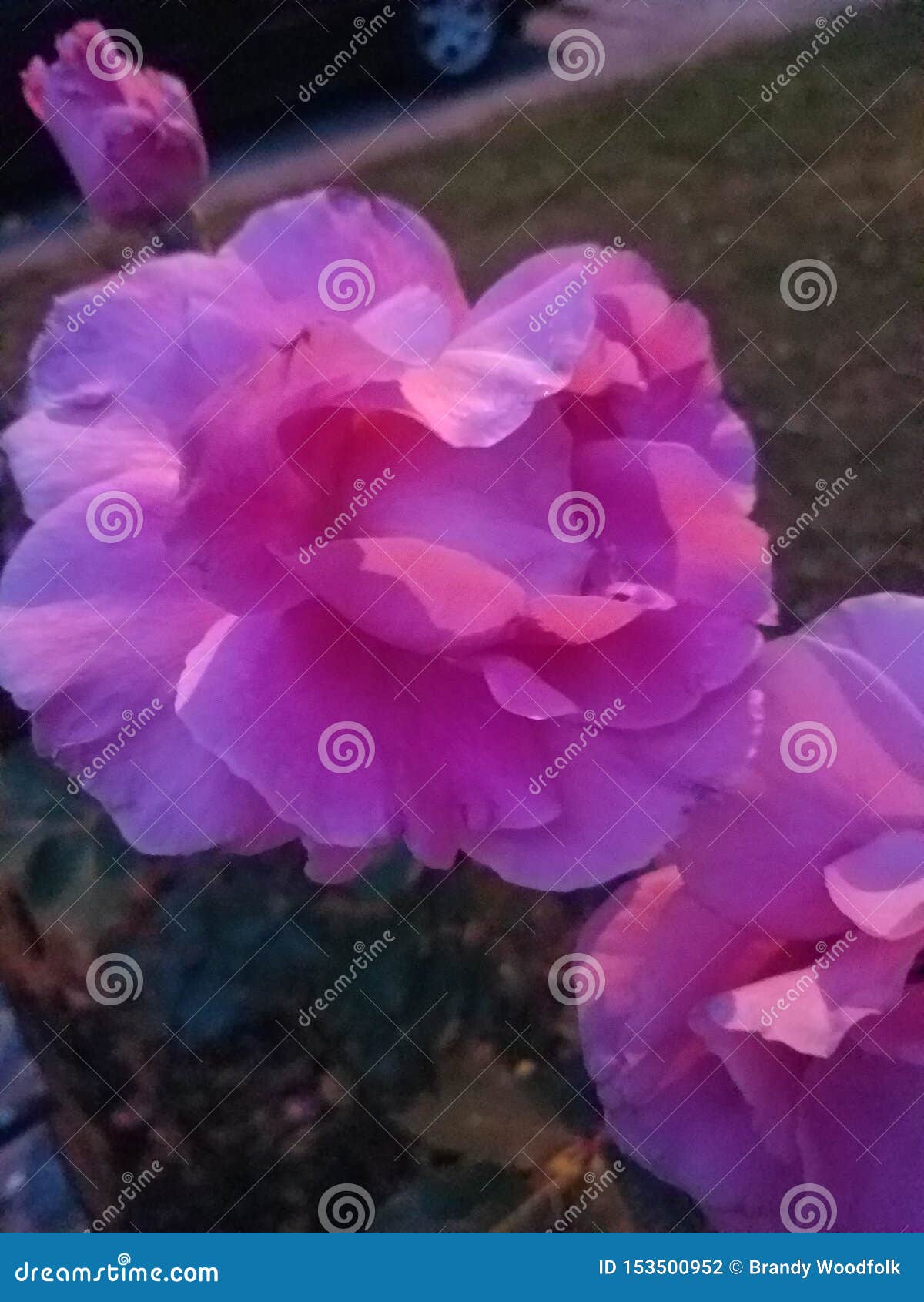 Roses at Night stock photo. Image of nature, colors - 153500952
