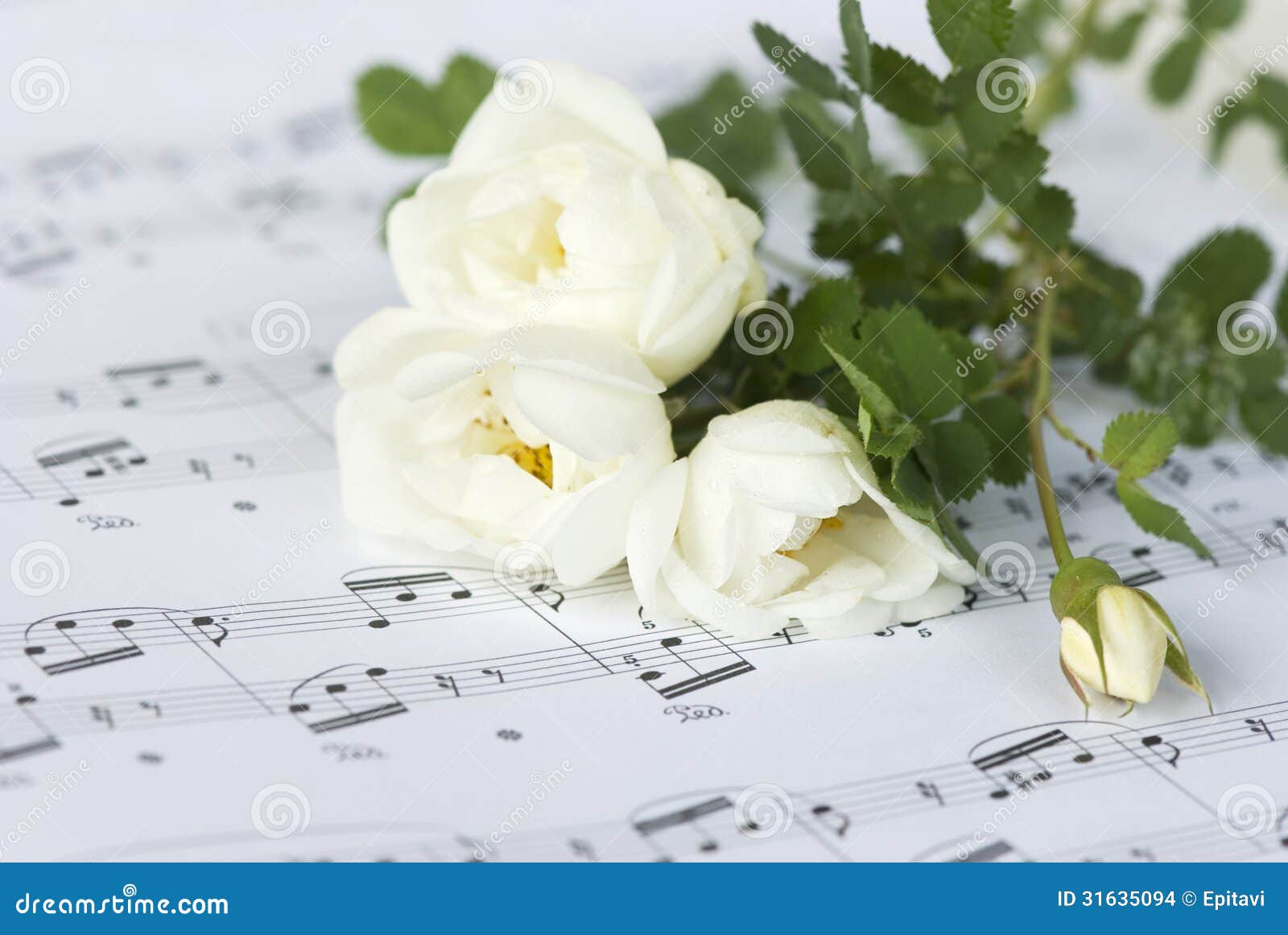 Roses at notes stock photo. Image of music, classics - 31635094