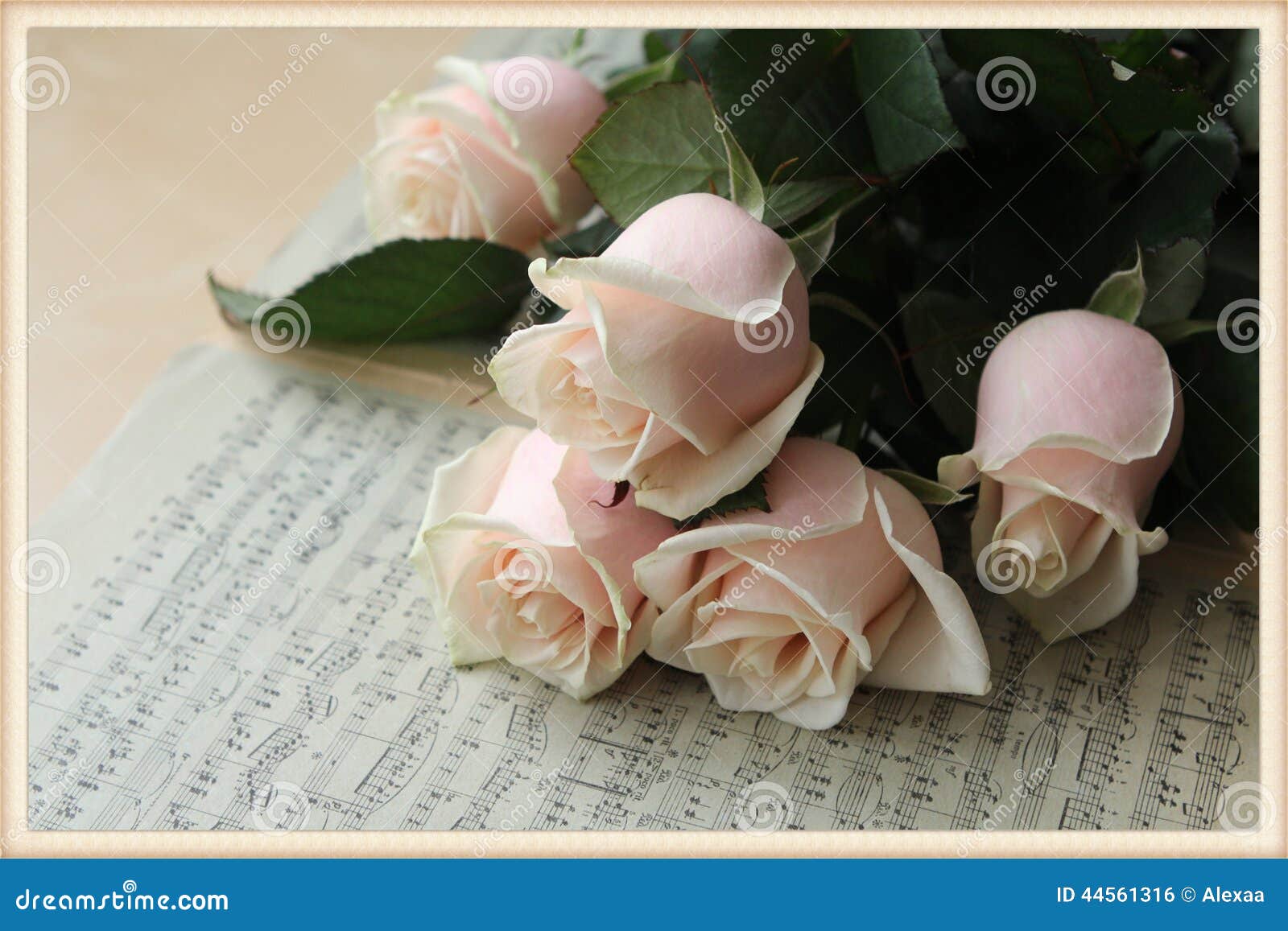 Roses and notes stock photo. Image of style, pink, equipment - 44561316
