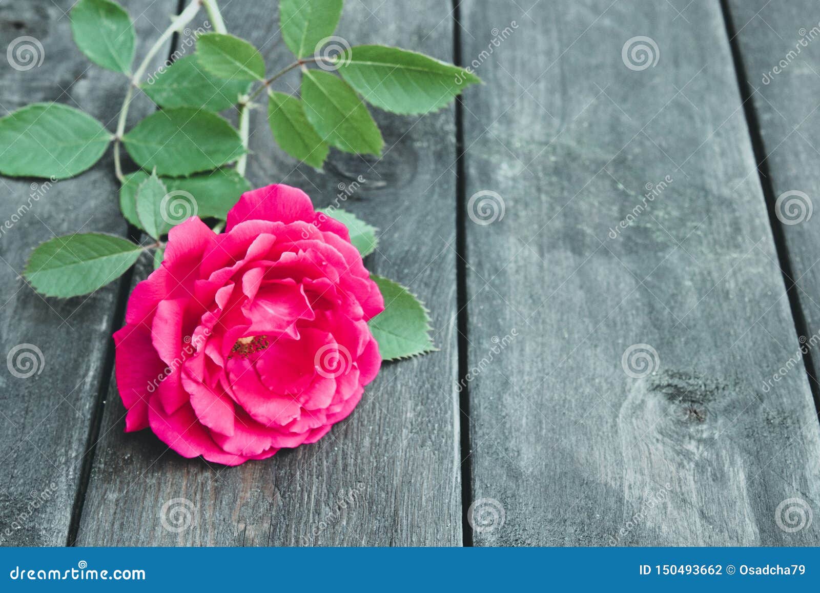 Roses on an Old Wooden Board. Flower Frame Stock Photo - Image of ...