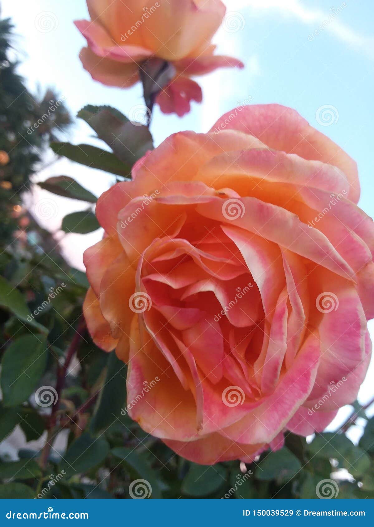 Roses stock image. Image of bold, roses, pink, orange - 150039529