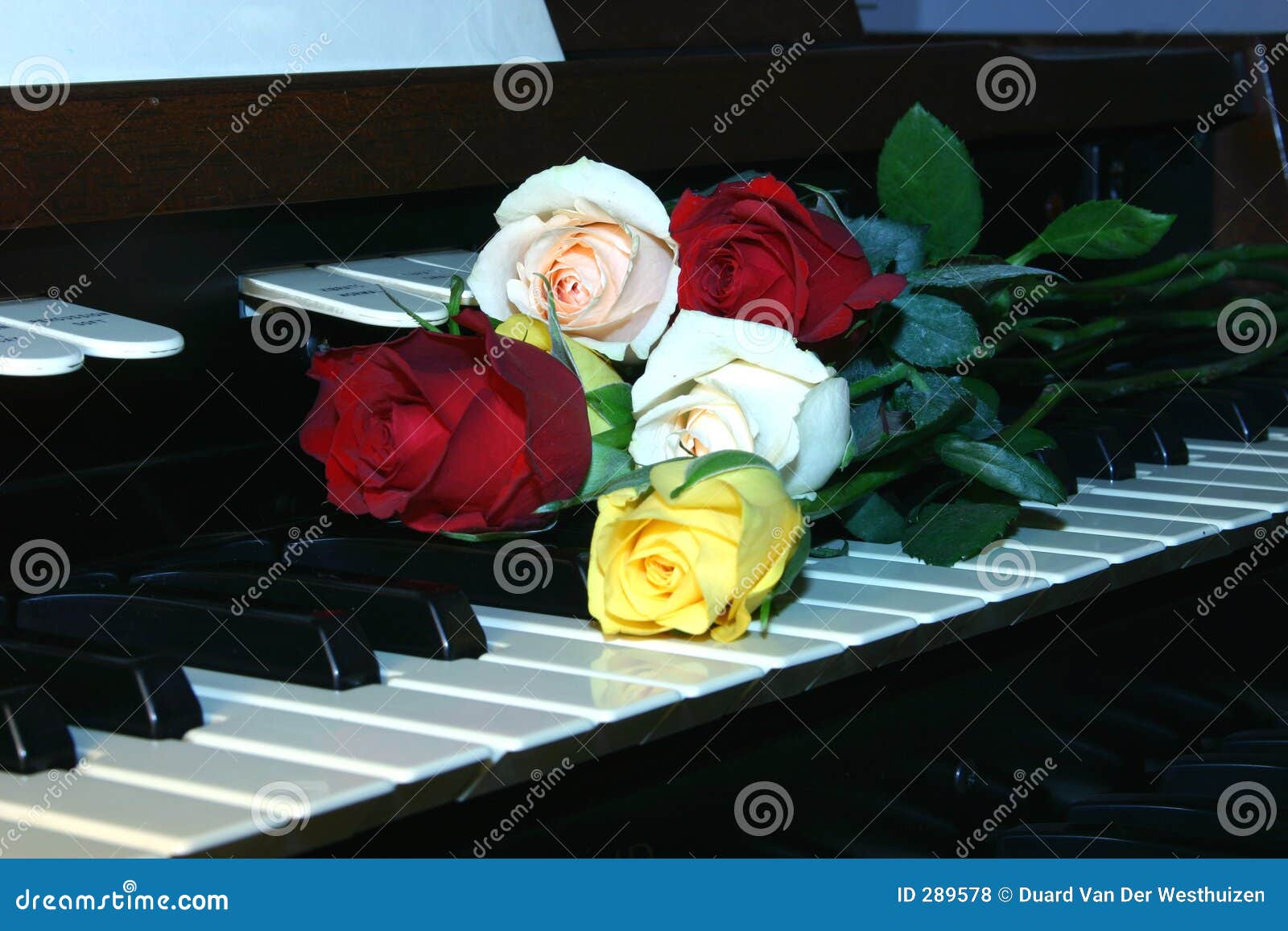Roses on organ stock photo. Image of love, creative, caring - 289578