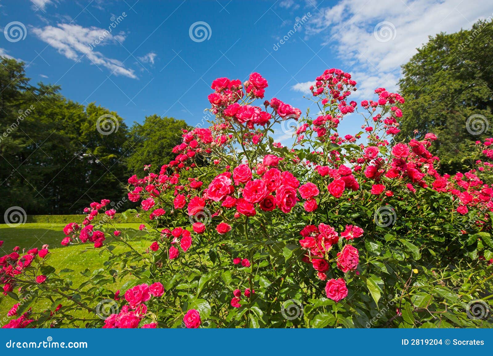 Roses in the park stock photo. Image of romance, summer - 2819204