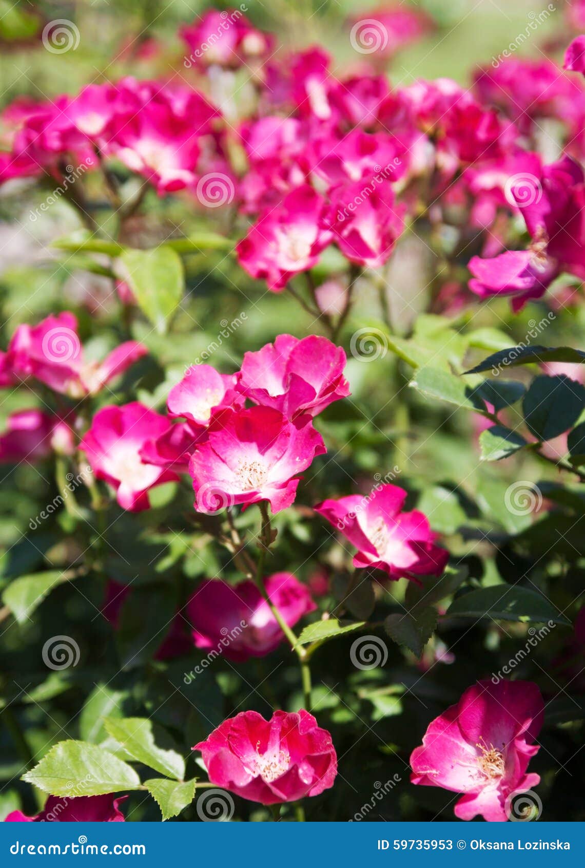 Roses park stock image. Image of garden, group, season - 59735953