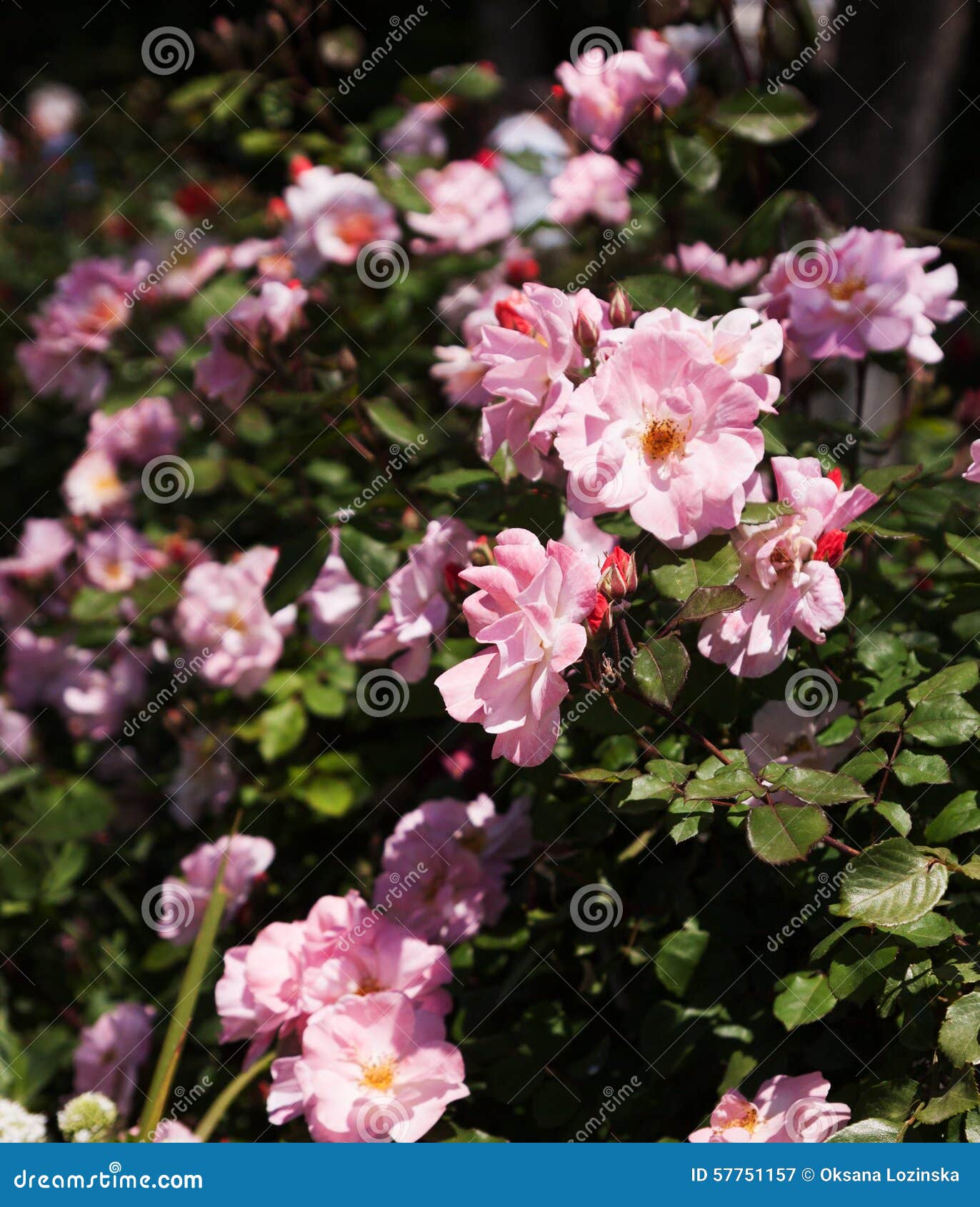 Roses park stock image. Image of large, flower, ornamental - 57751157