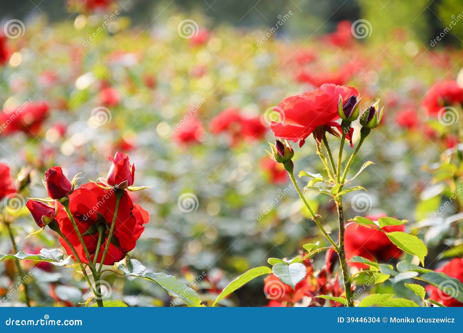 Roses in the park. stock photo. Image of sunlight, beauty - 39446304