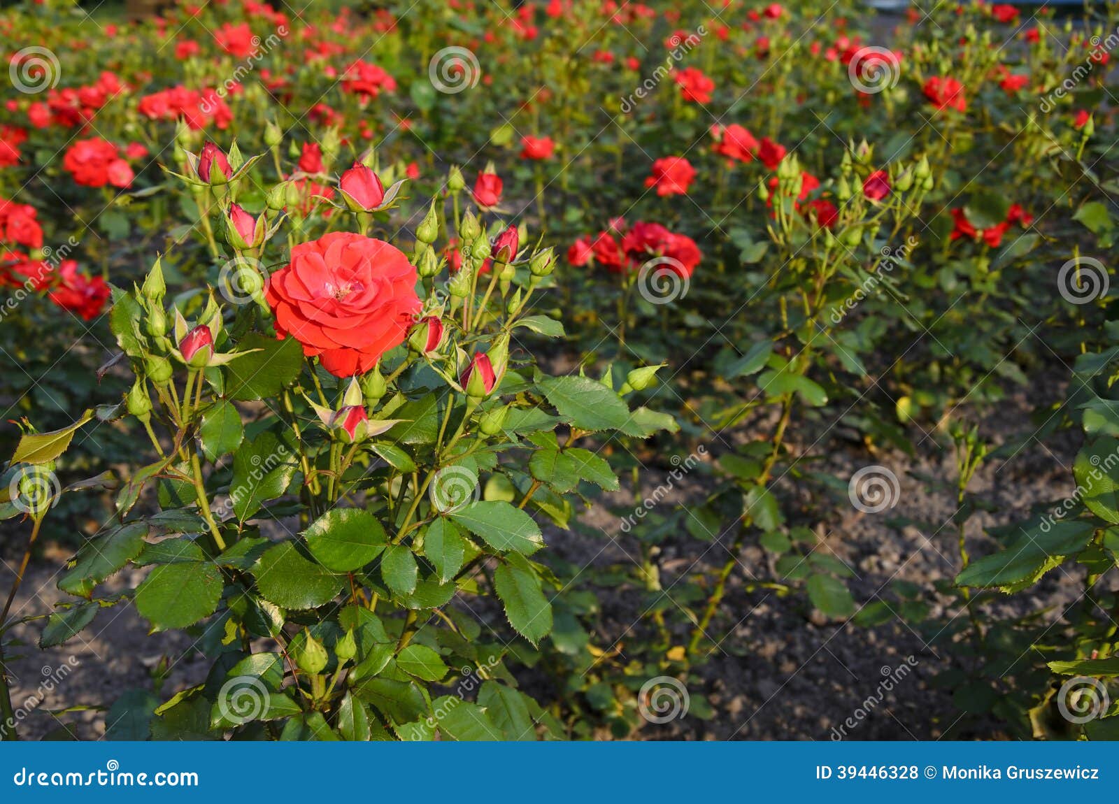 Roses in the park. stock photo. Image of spring, green - 39446328